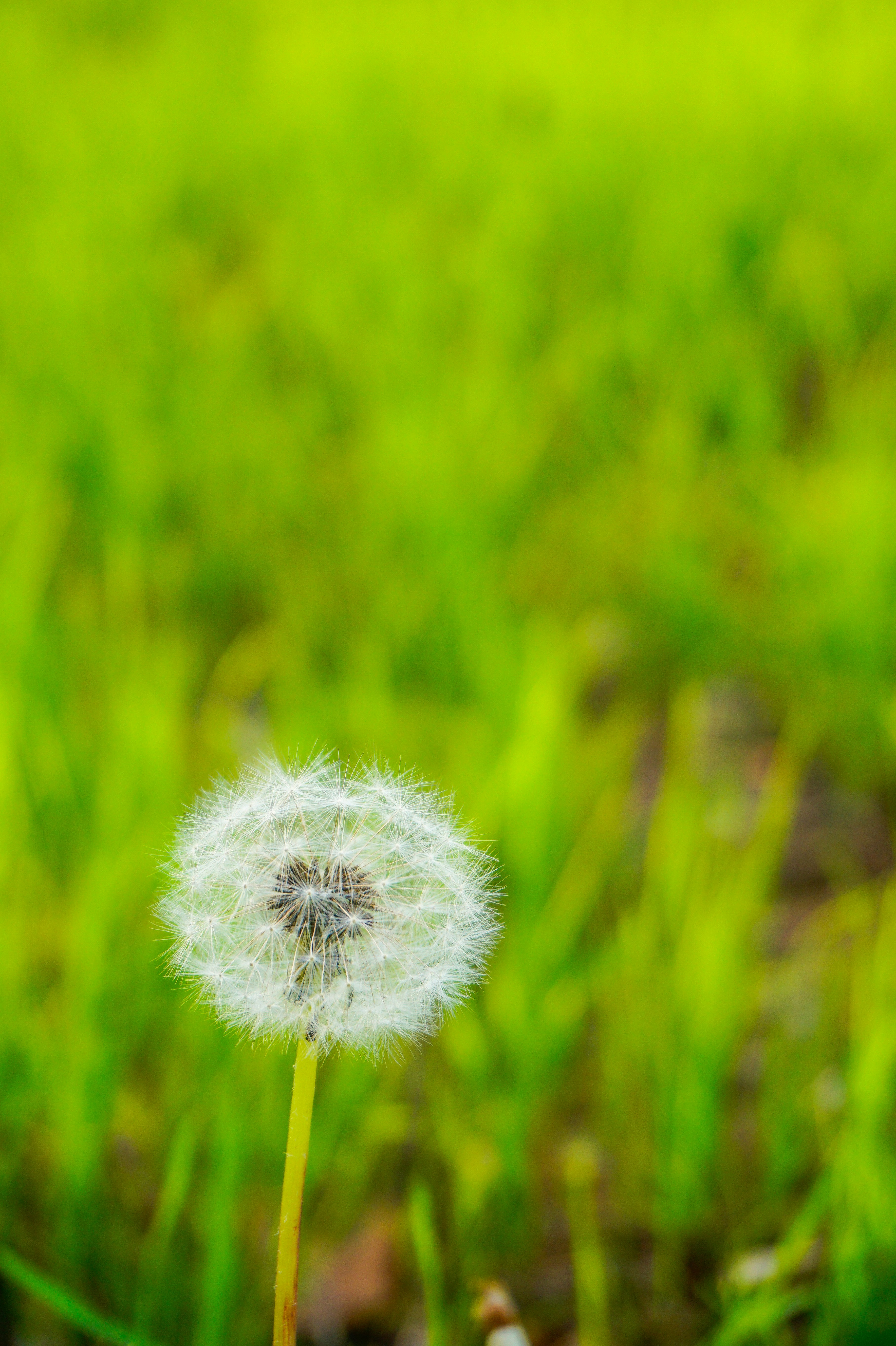Soft Crown: A Dandelion Standalone in Spring Light