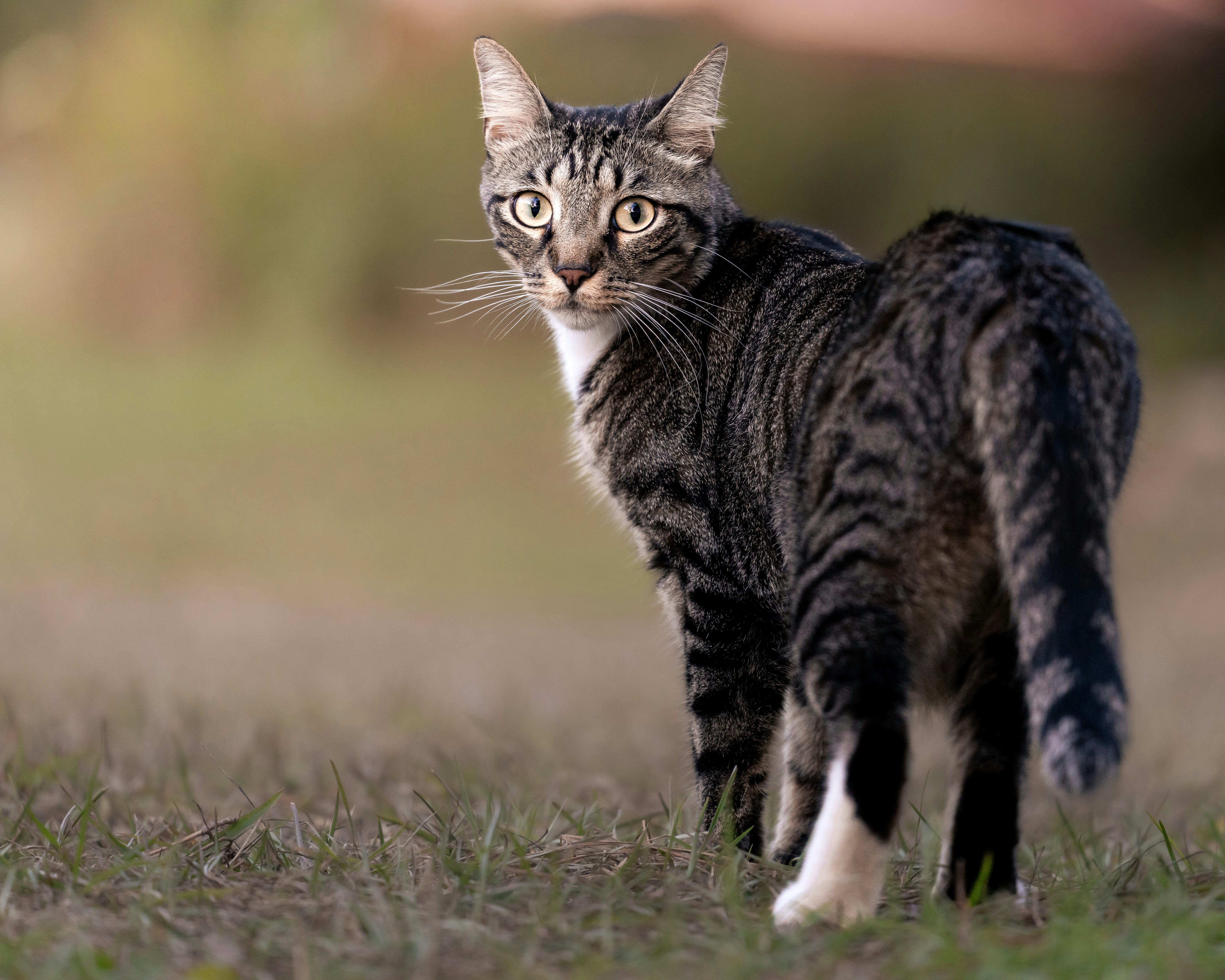 Curious Stride: a Tabby Stares Down the Meadow
