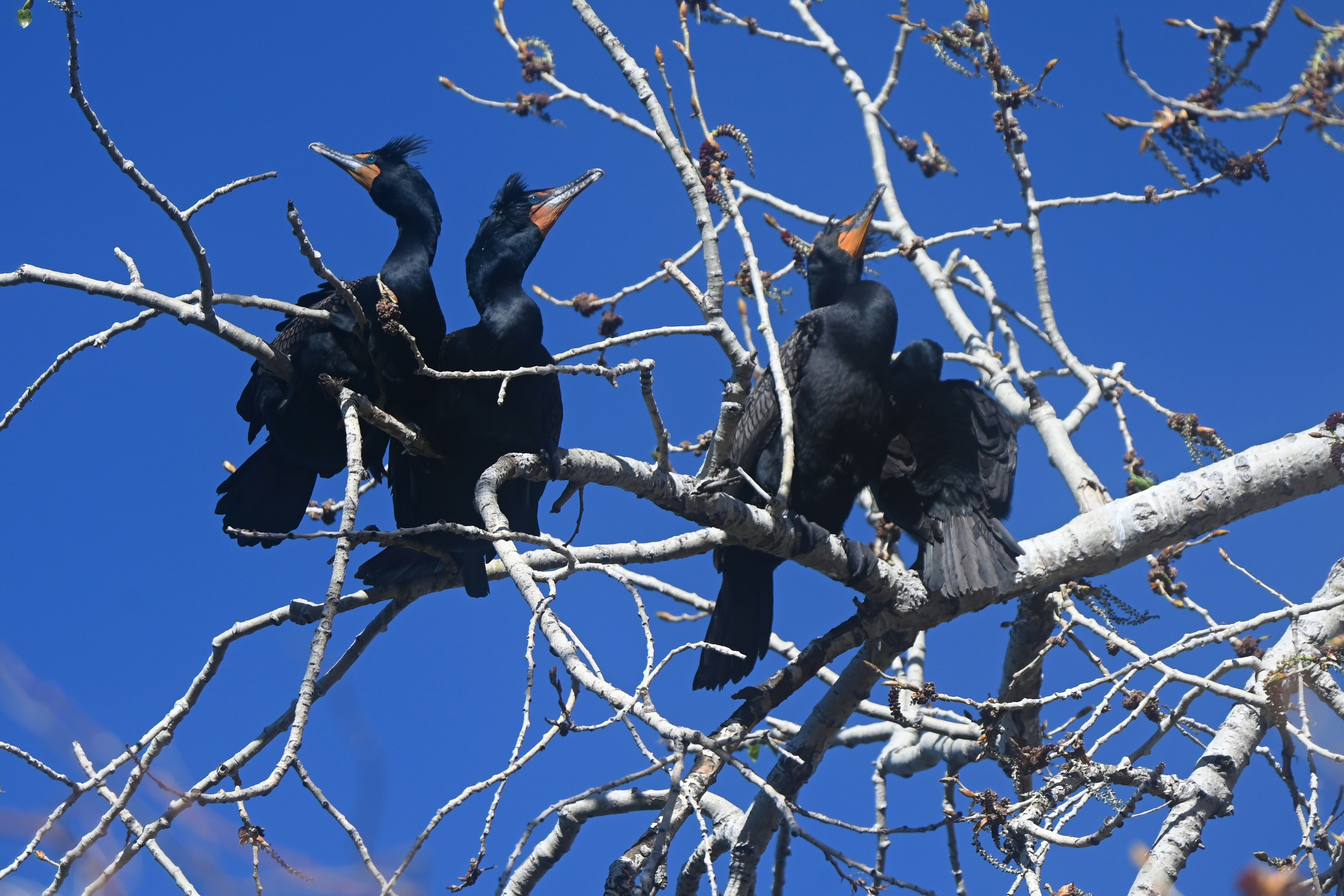 Three cormorants perched among pale branches beneath a vivid blue sky