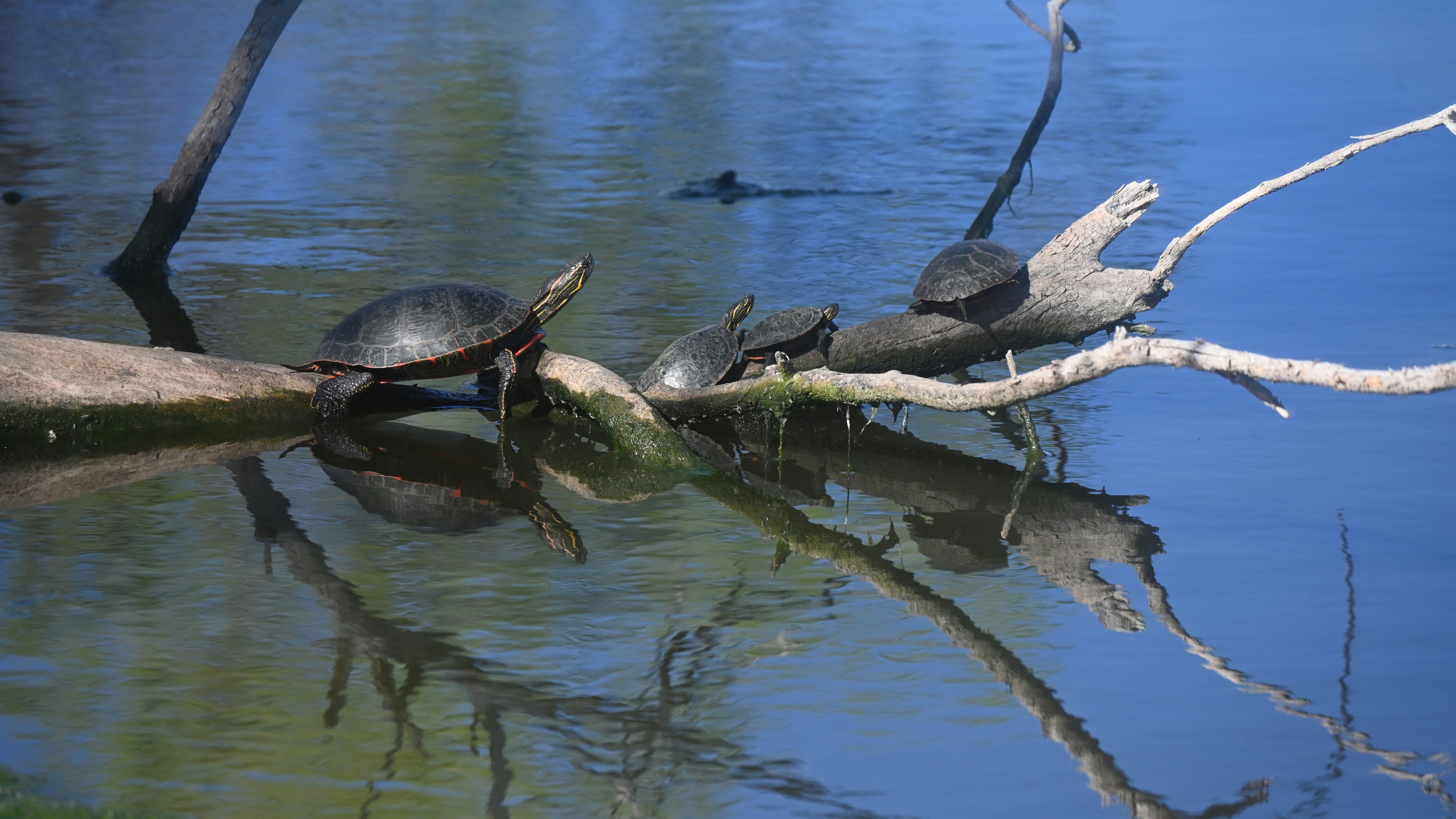 Sunlit Turtles on Driftwood Crossing a Quiet Pool