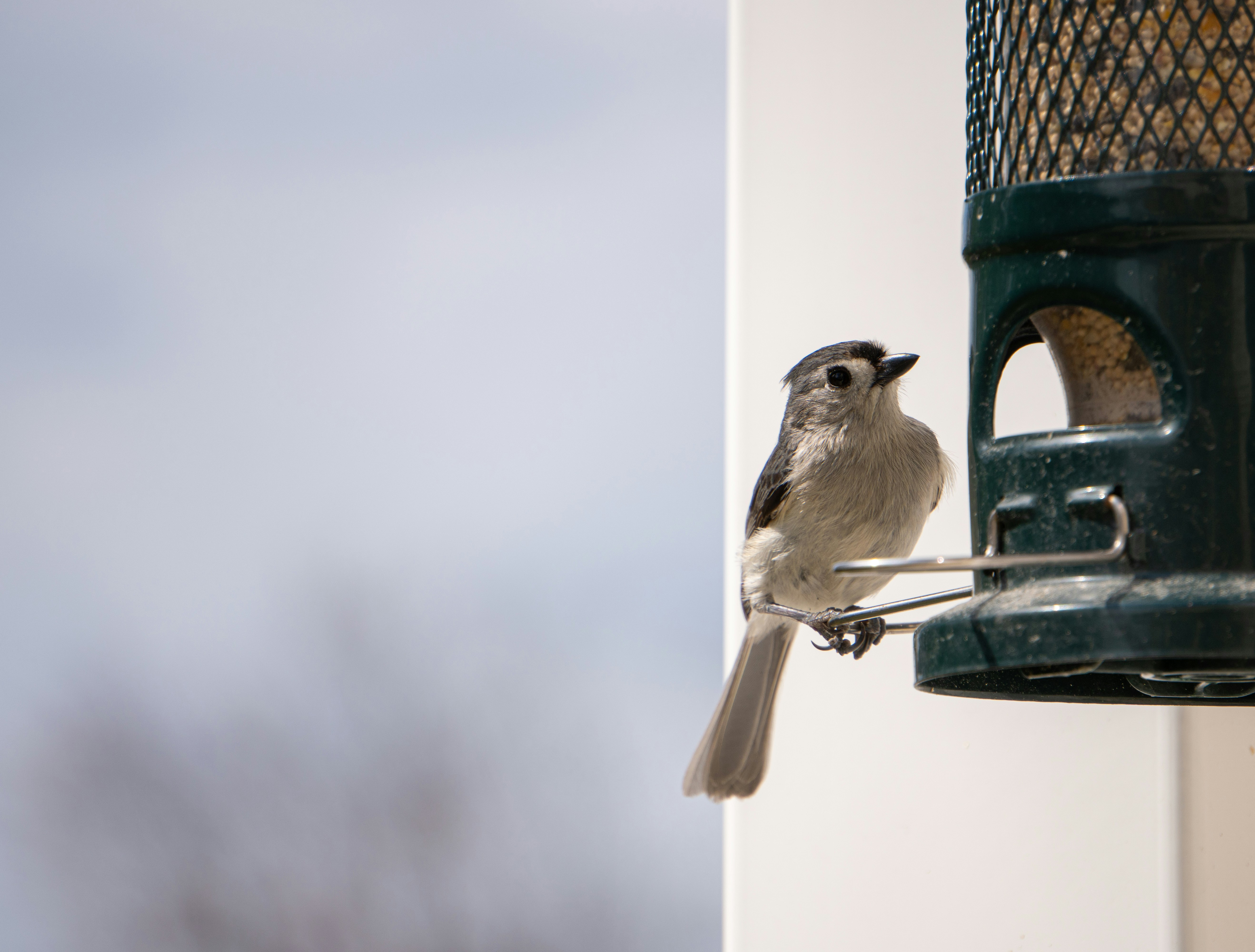 Silhouette of a Perched Chickadee at a Bird Feeder