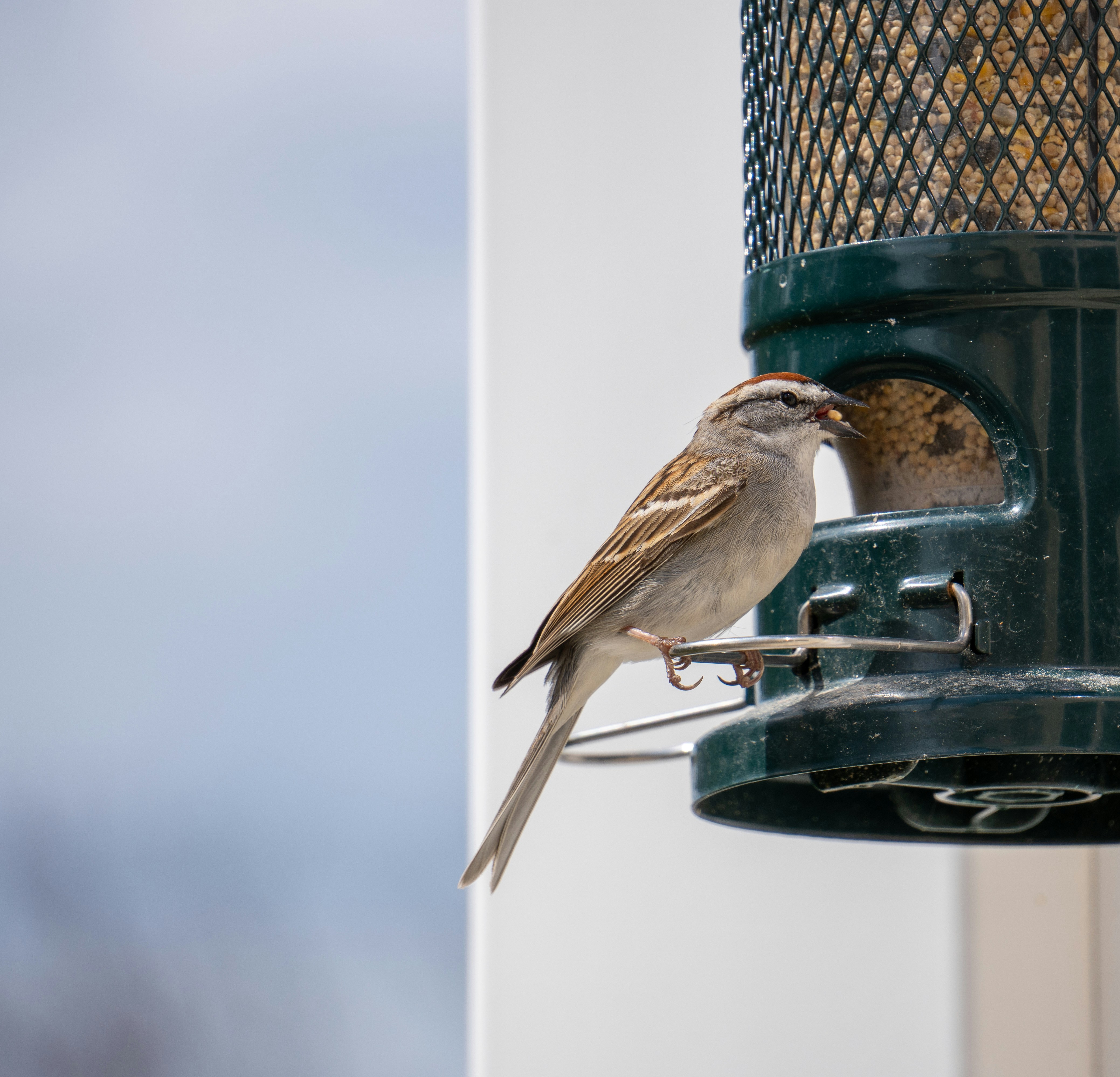 Common Cardinal Feeder Visit: A Sparrow at the Birdscaping Bar