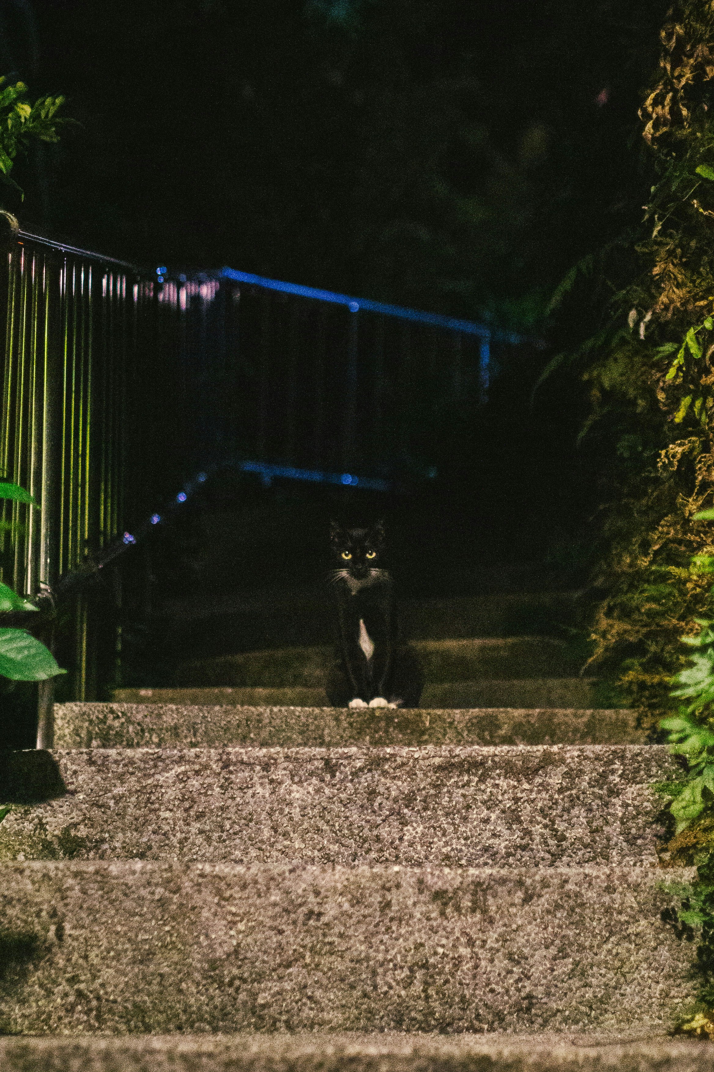 Nighttime Cat on the Steps: A Quiet Sentinel in the Garden