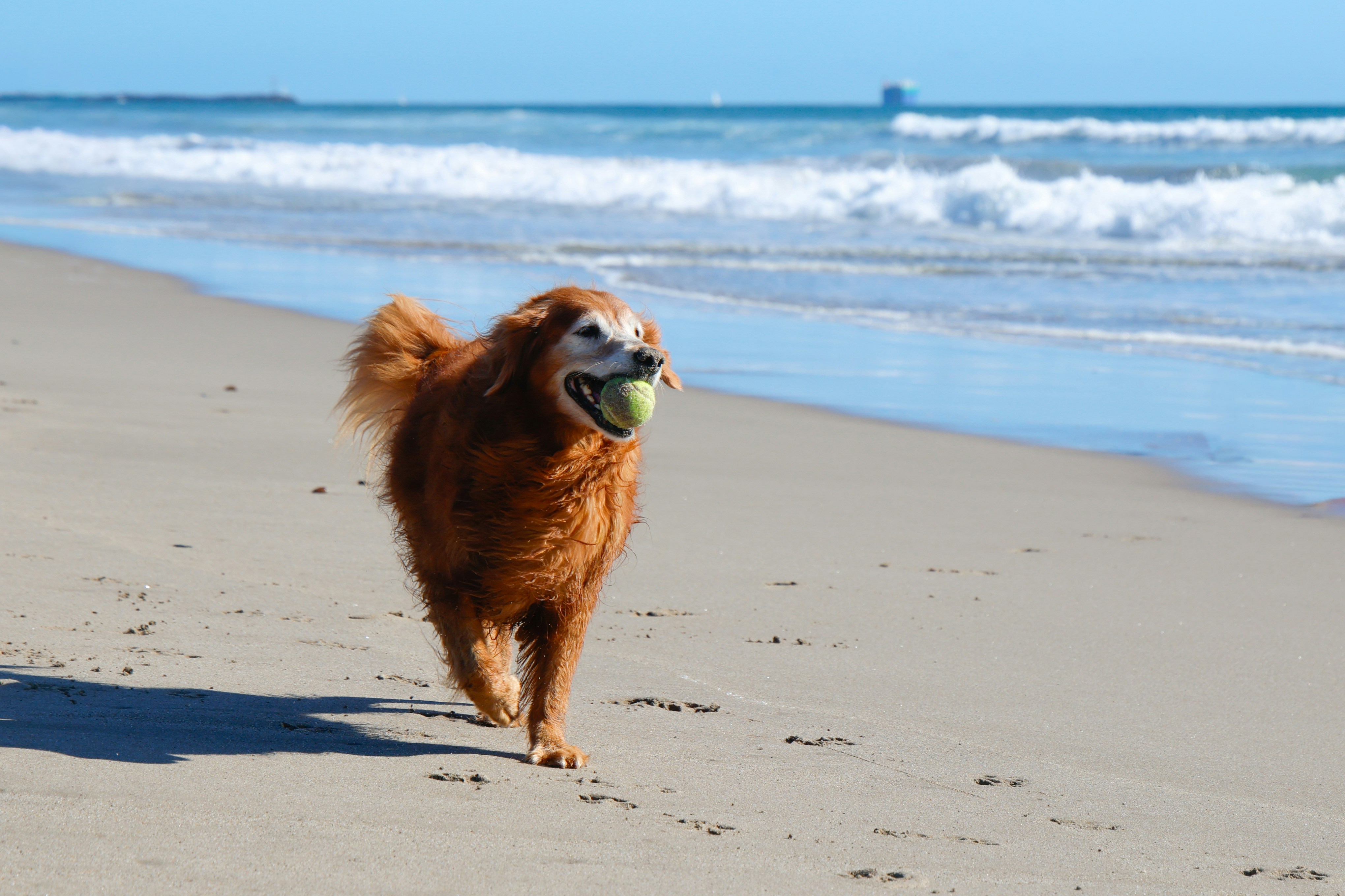 Golden Retriever with a Green Ball Bound Across the Beach