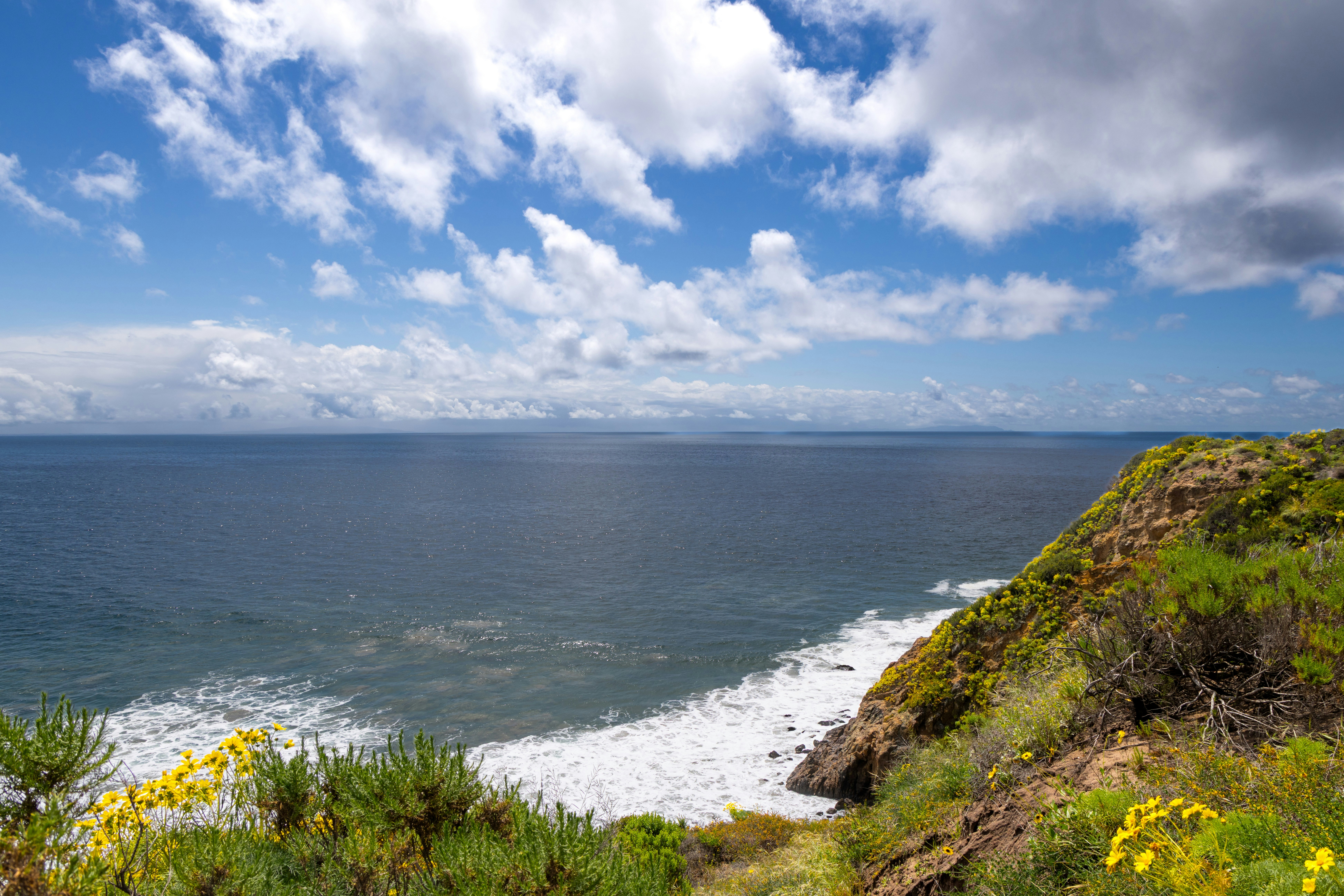 Clifftop Coastline Bloom: A Sunlit Vista Over Wildflowers and Sea