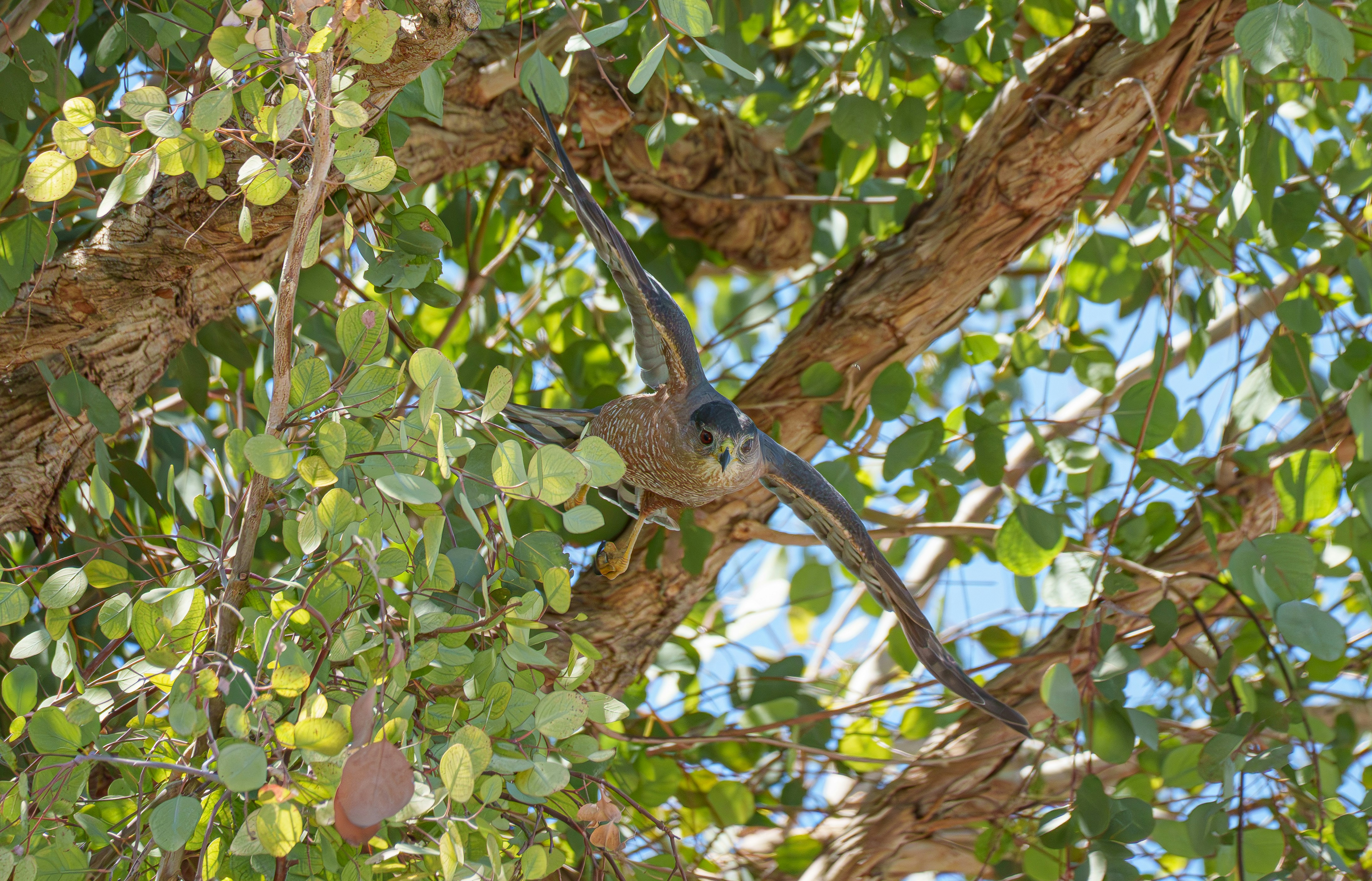 Winged Darter in a Sunlit Canopy