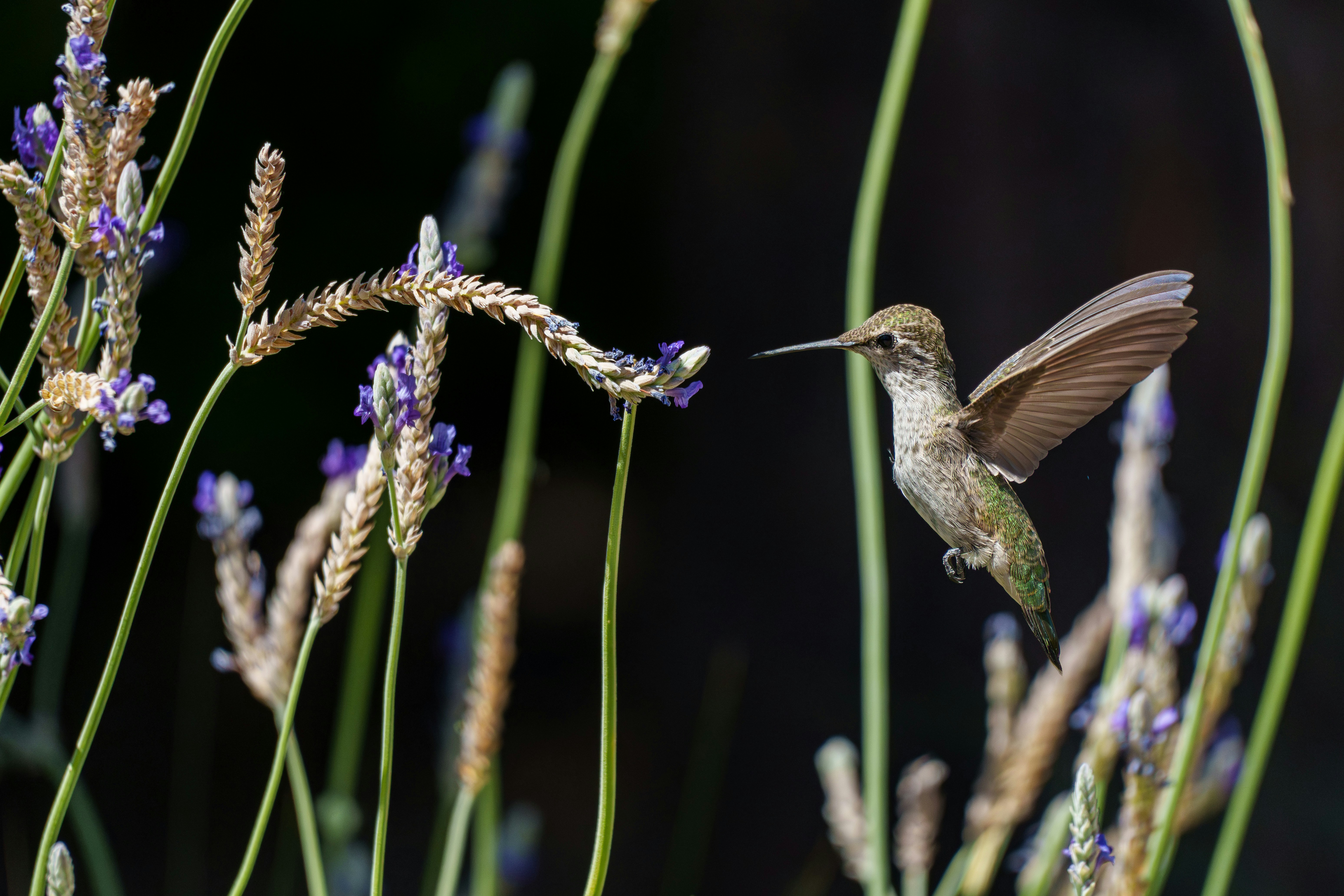 Hovering Hummingbird Over Lavender Threads