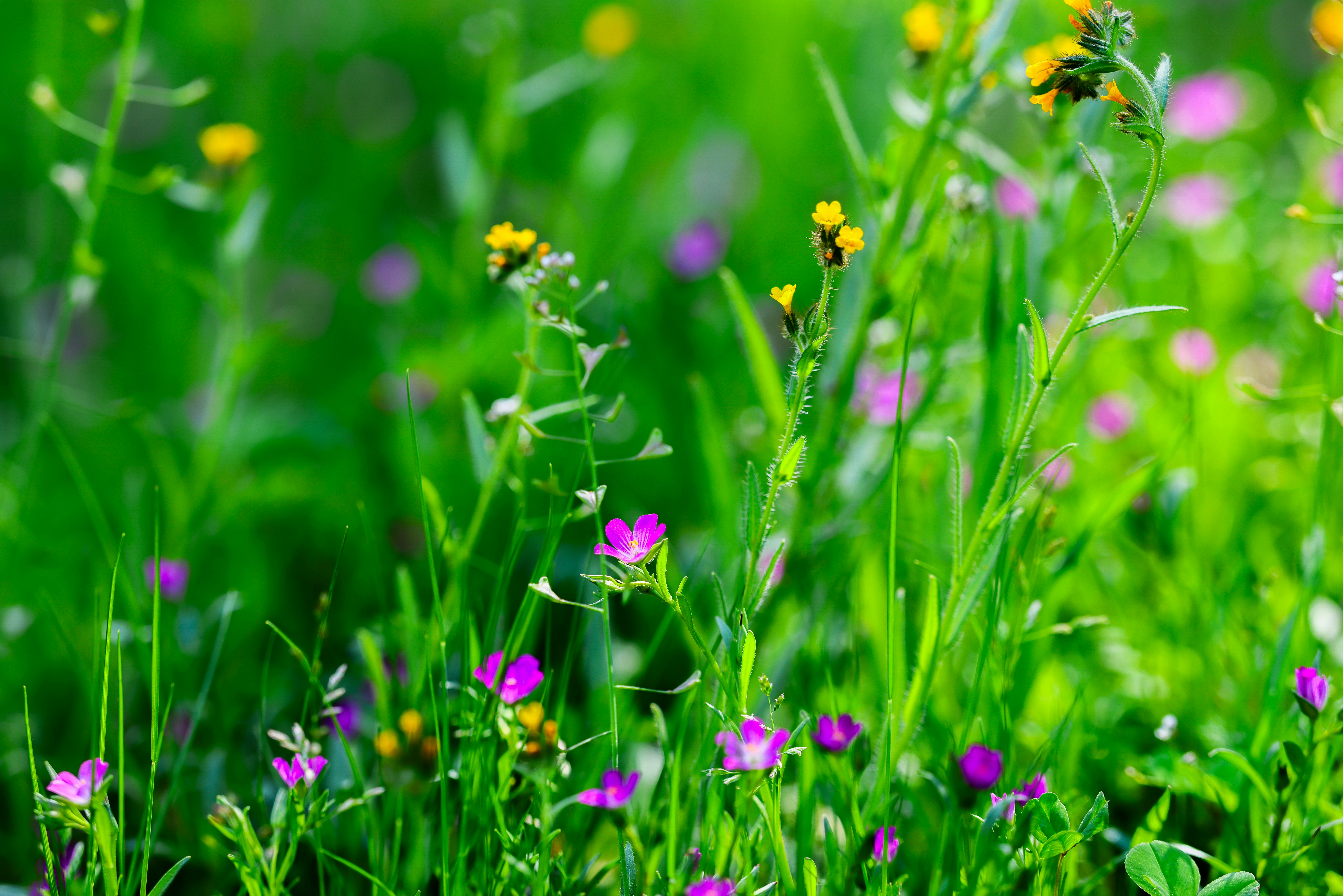 Sunlit Meadow Blooms: a tapestry of wildflowers in soft focus