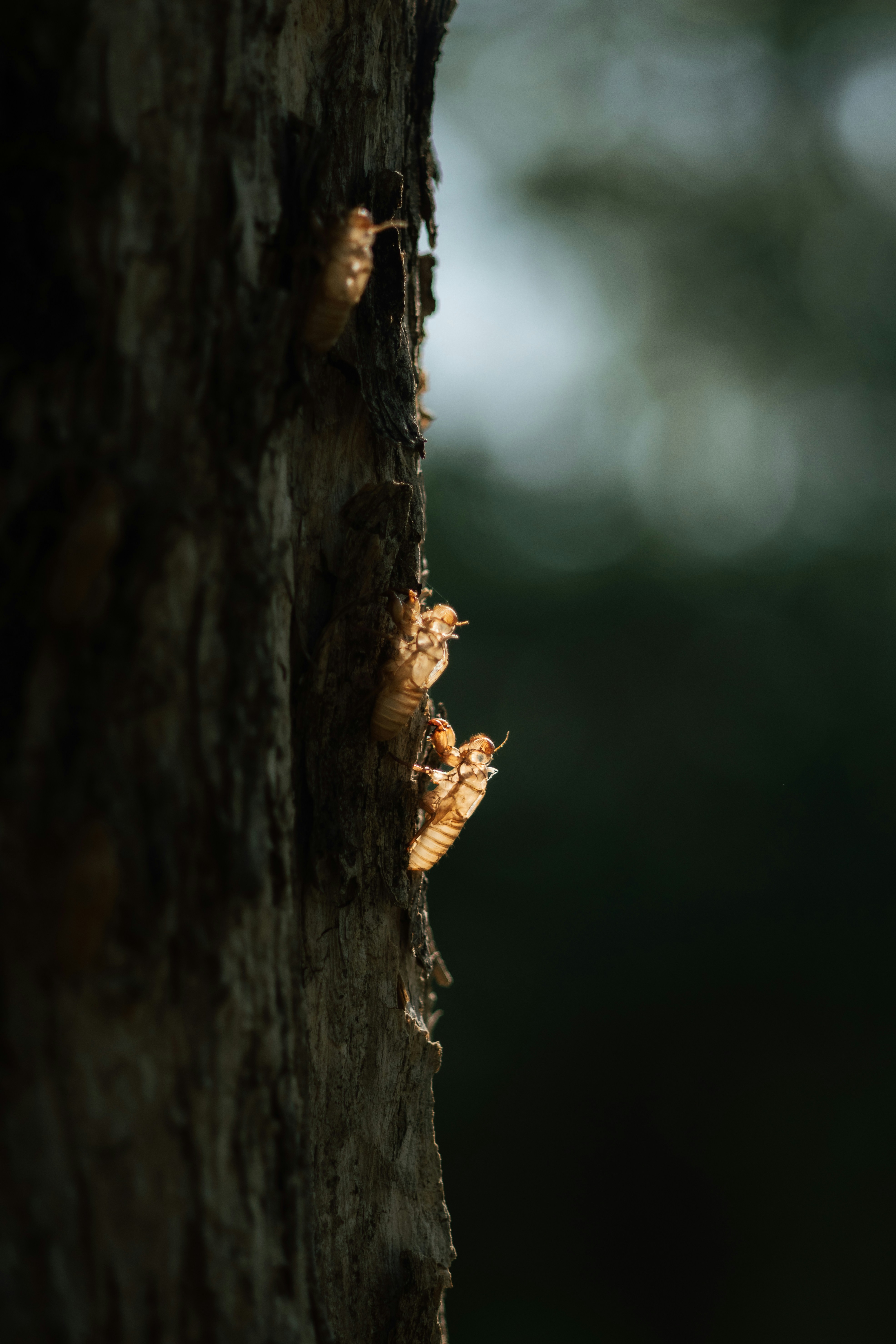 Bark and Light: Burrowed Moments on a Tree Trunk