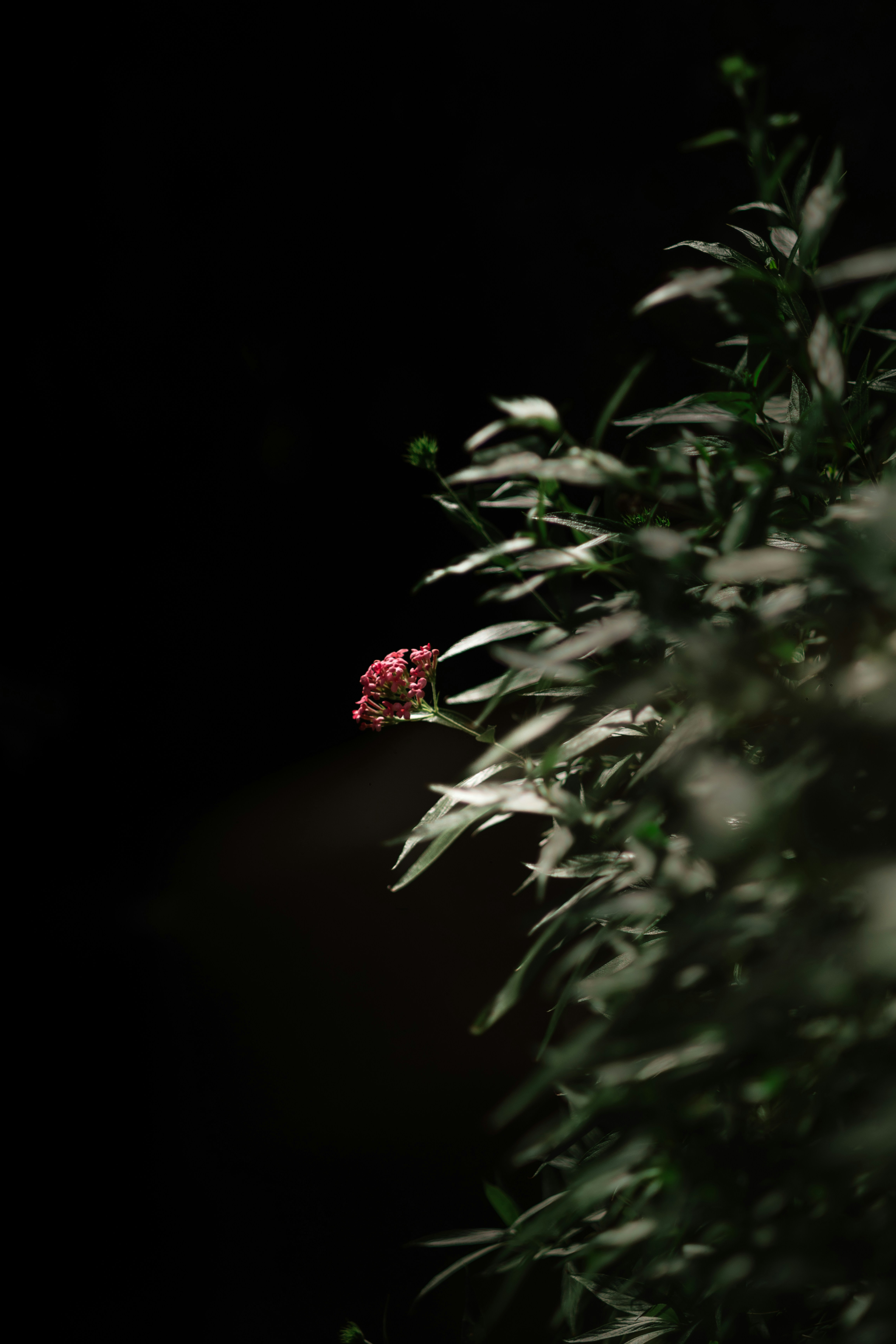 A solitary pink bloom peeking from the green edge of night