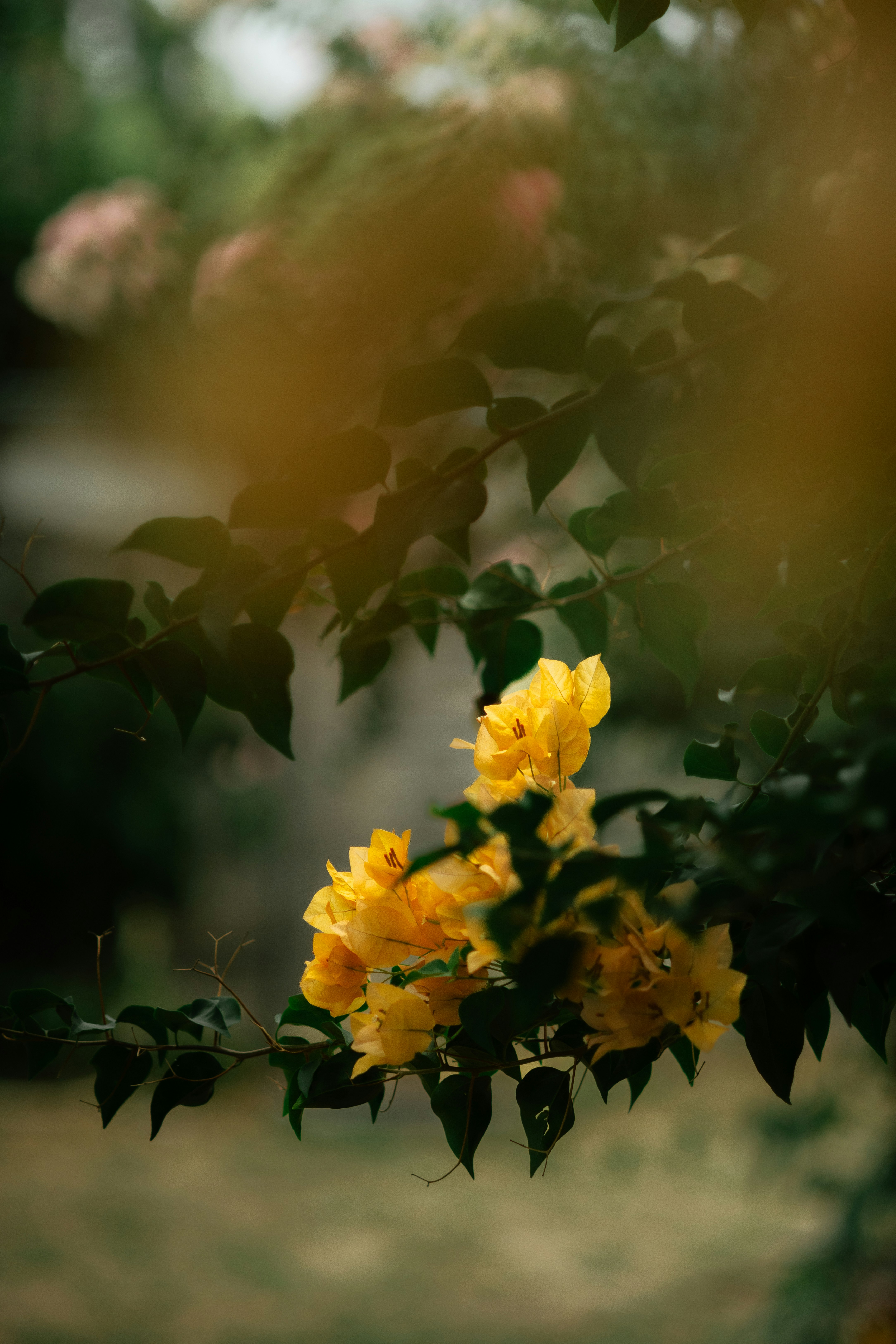 Golden Bougainvillea in soft fringe of foliage