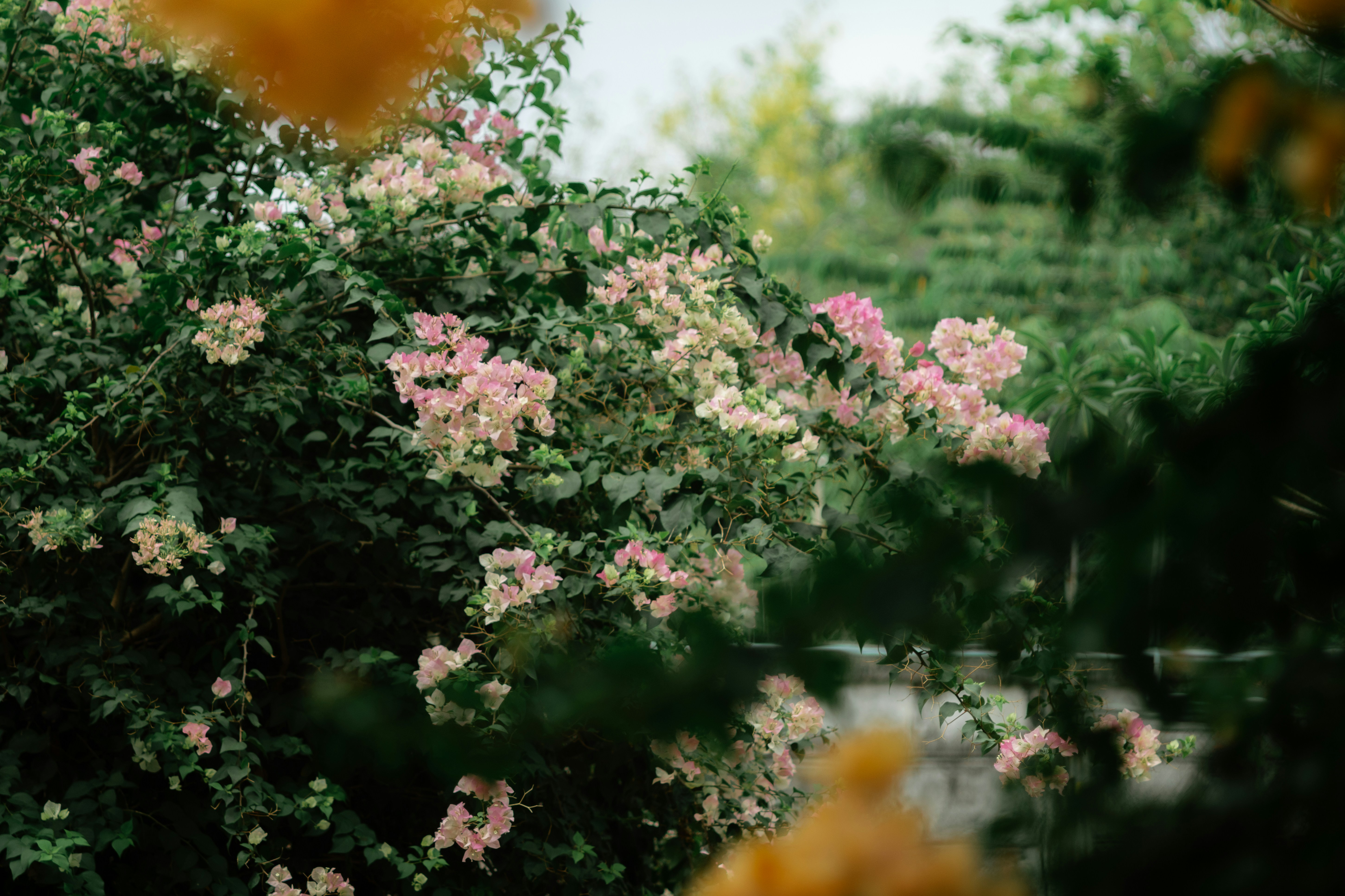 Softly Blurred Roses in a Lush Garden Corridor