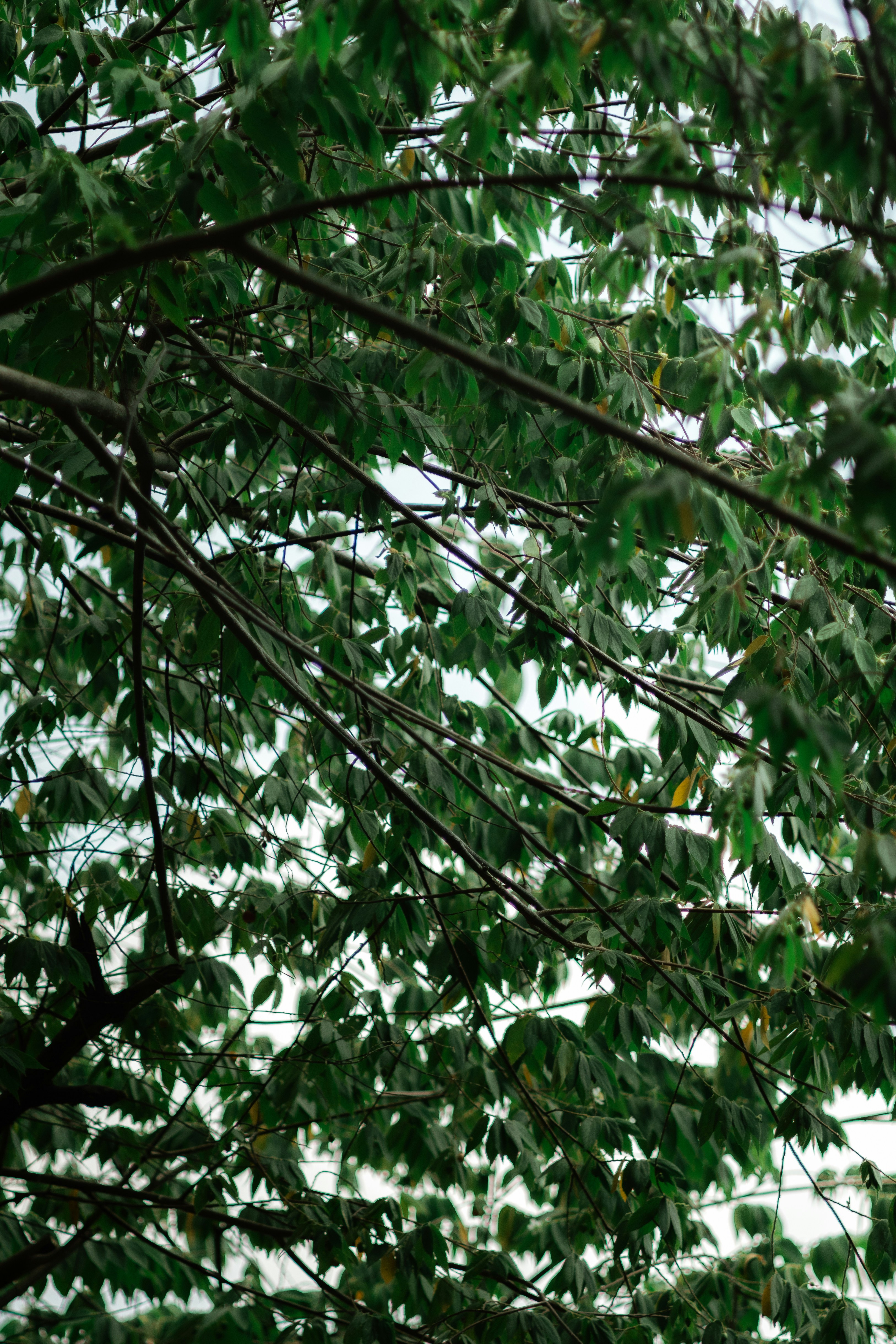 Canopy Confluence: A Tangle of Green Vines and Branches
