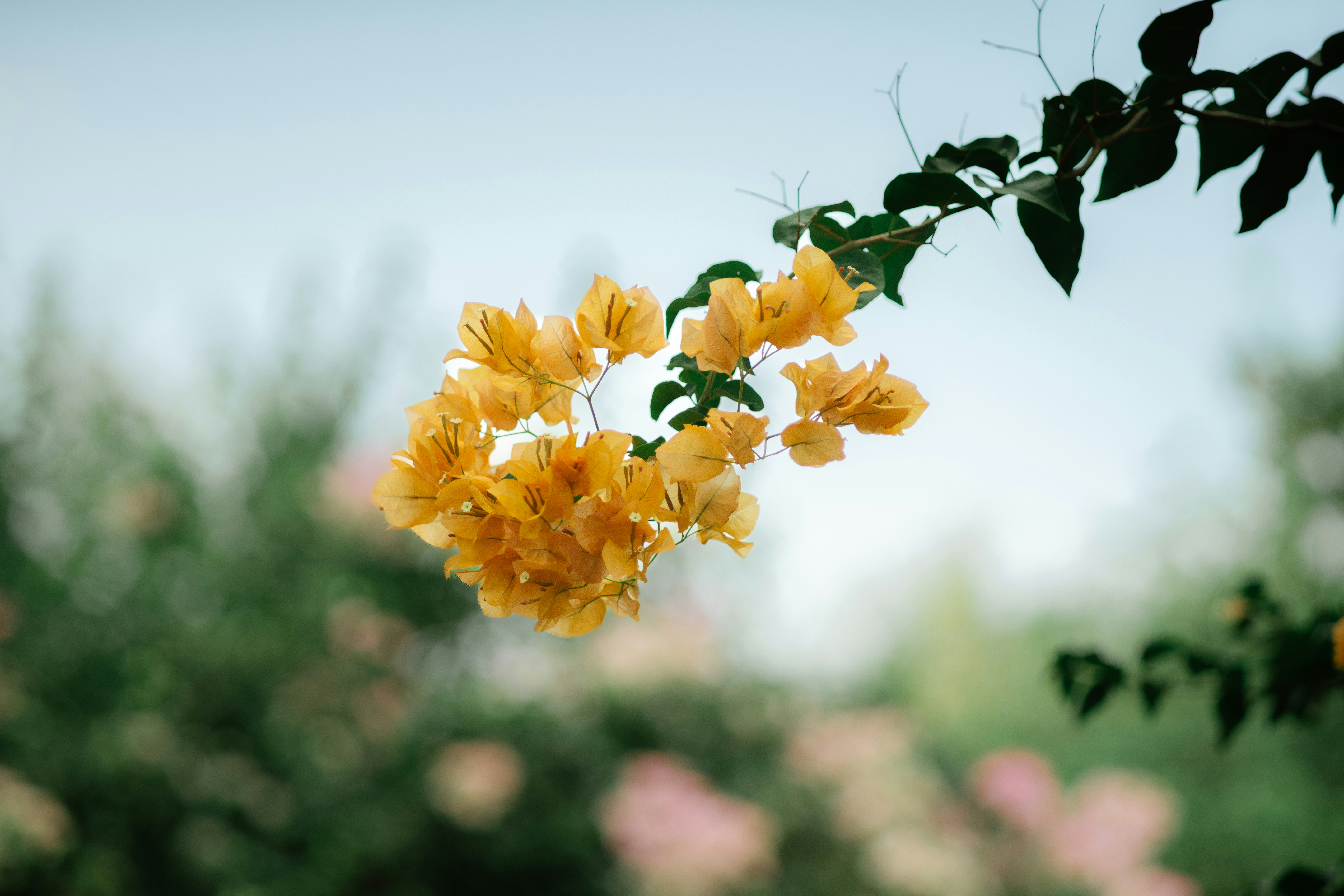 Sunlit Cluster: A Bouquet of Golden Blooms in Soft Focus