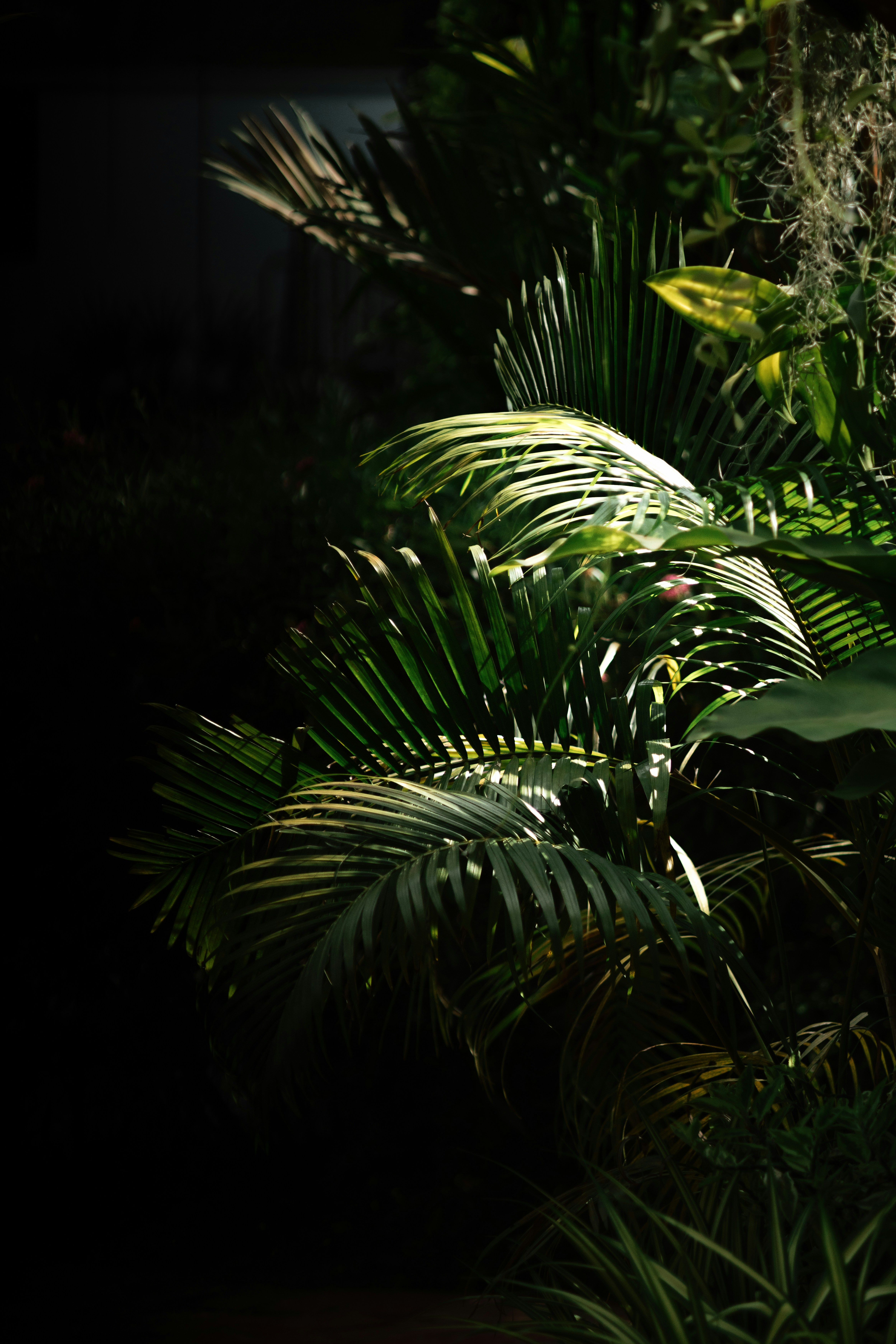Sunlit Fronds in a Quiet Corner