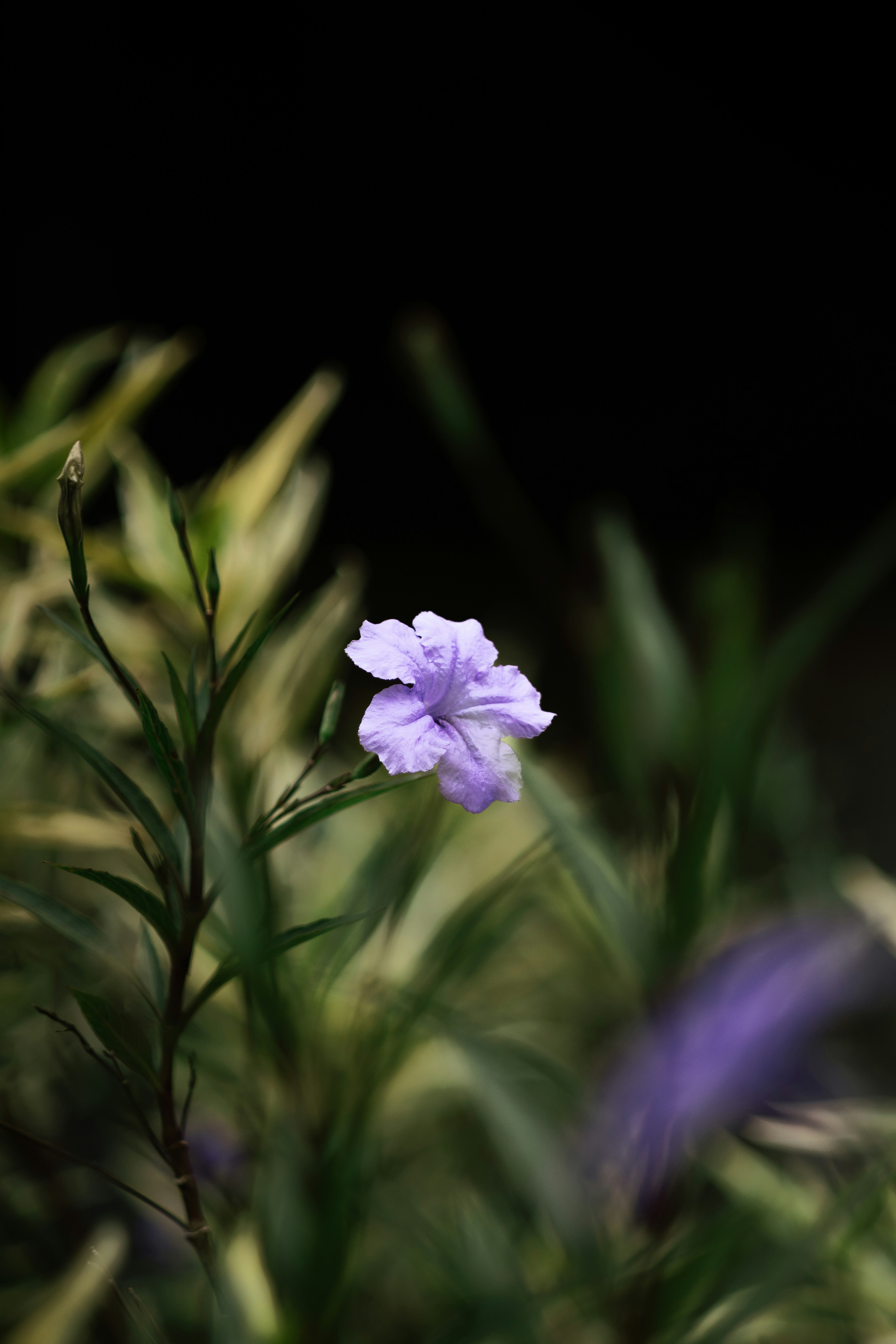 Lavender Bloom in a Velvet Night