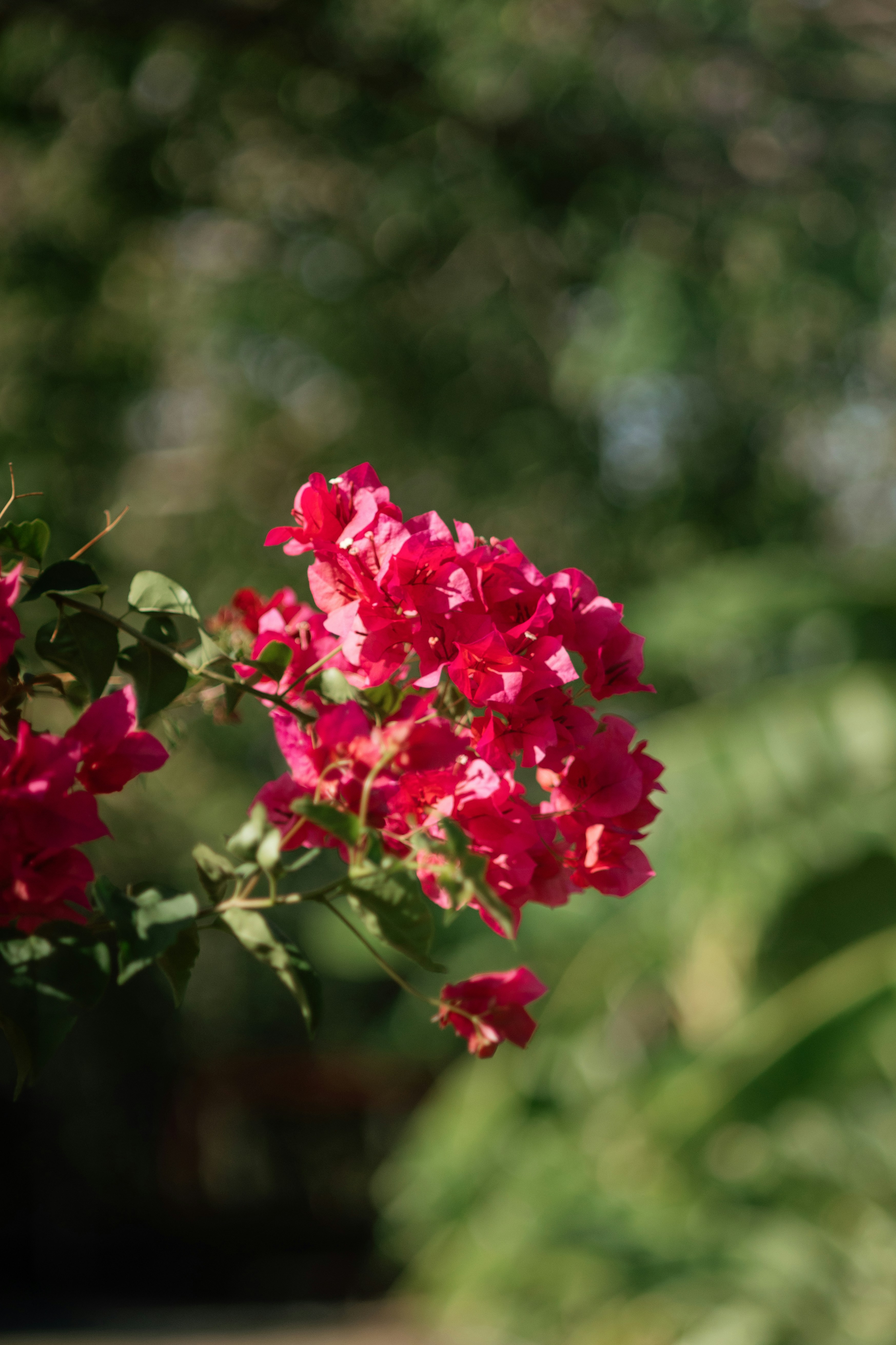 Vibrant Bougainvillea Cluster in Sunlit Garden