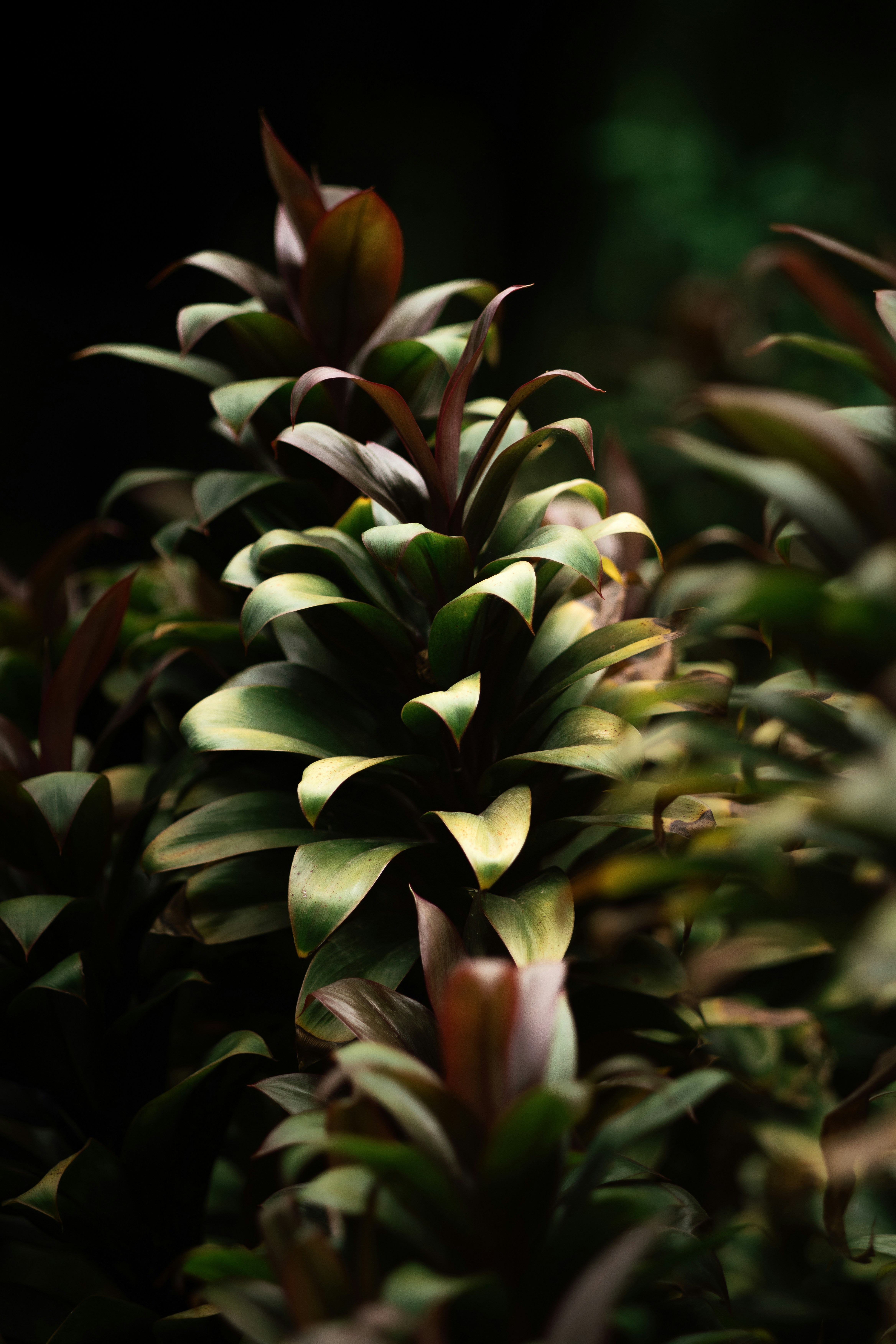Vivid Leaves in Soft Focus: A Tangled Cypress of Foliage