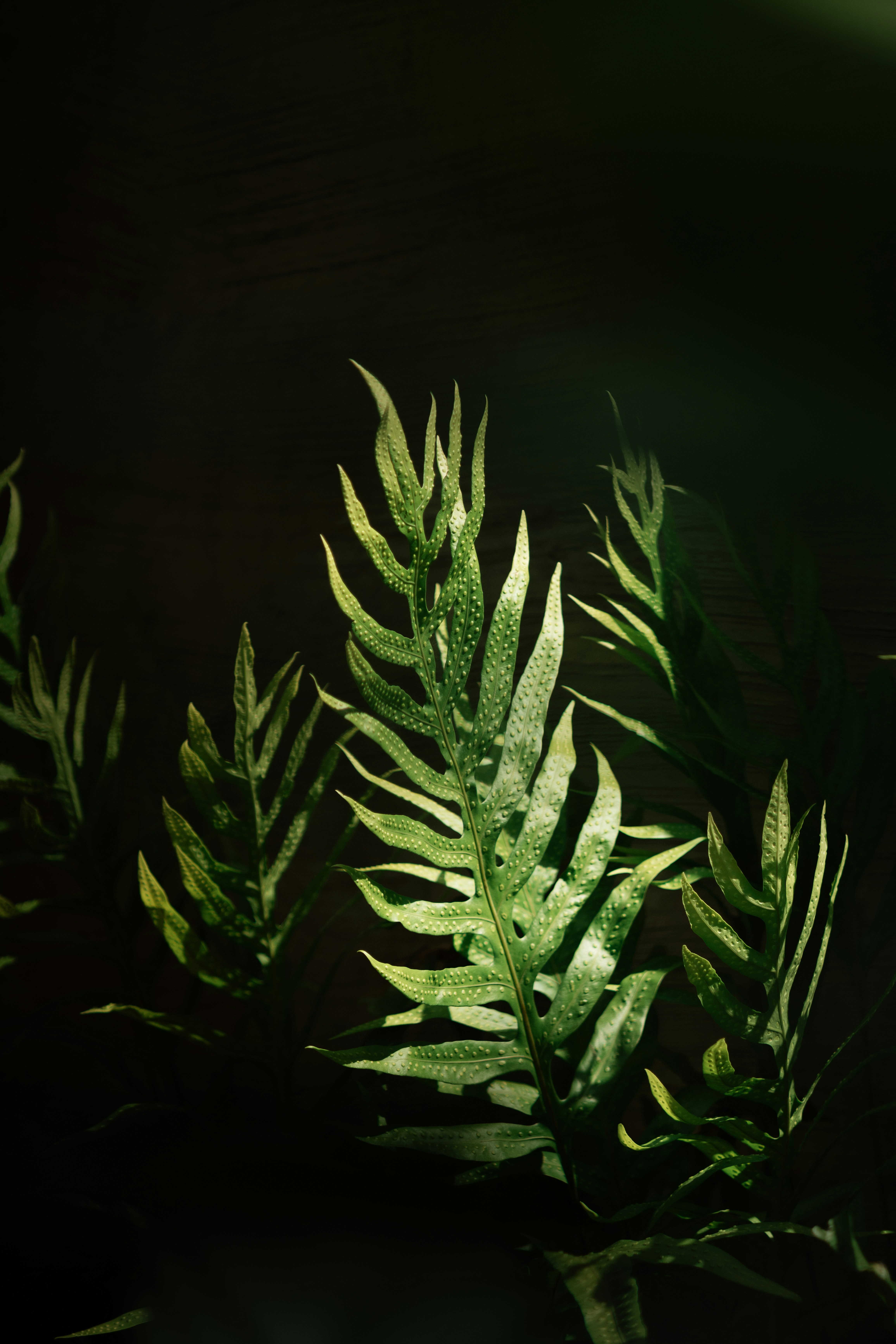 Sunlit Ferns Breaking Through Darkness