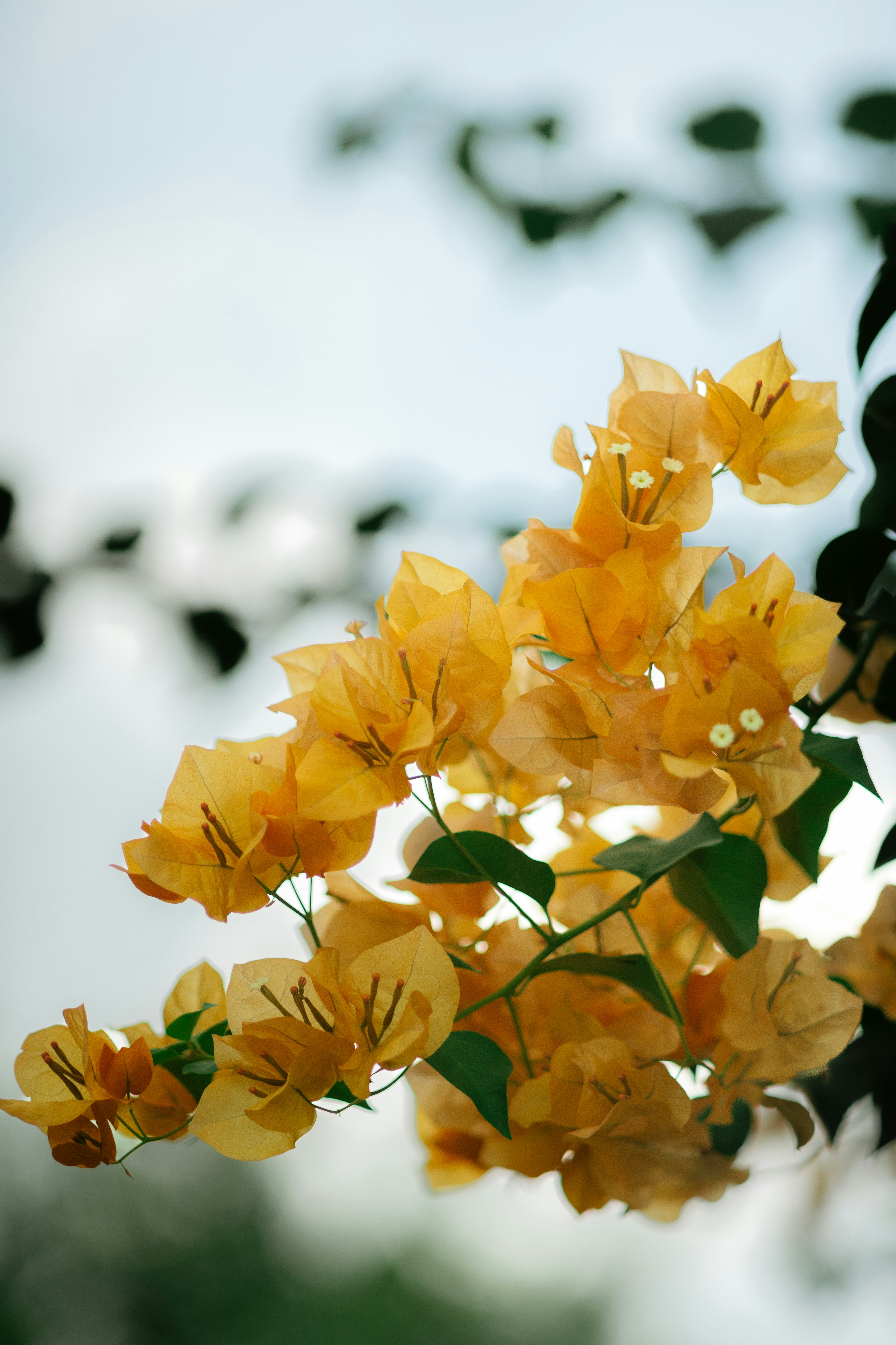 Golden Bougainvillea Clusters in Sunlit Bouquet