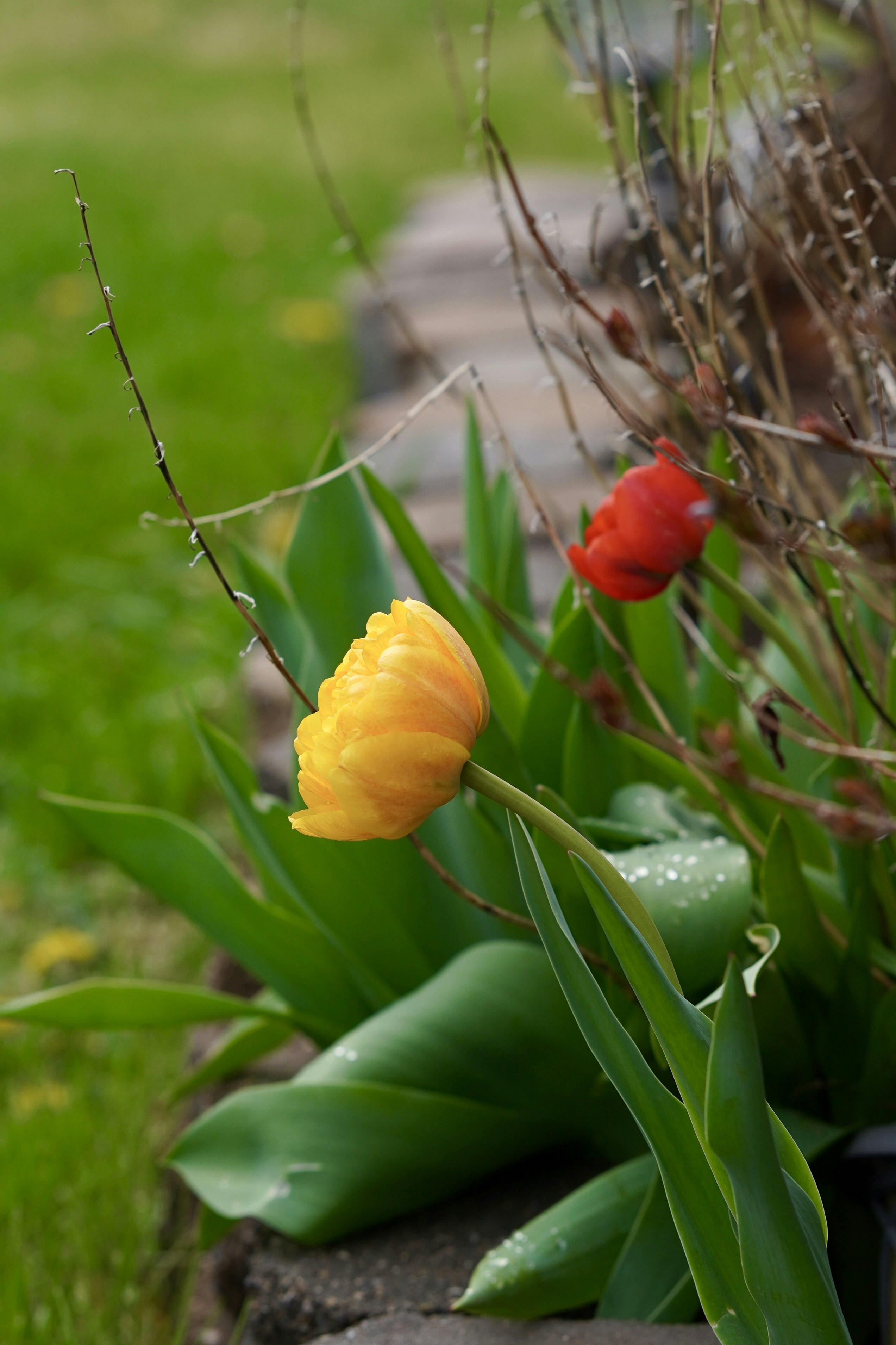 A Sunlit Tulip Among Green Sentries