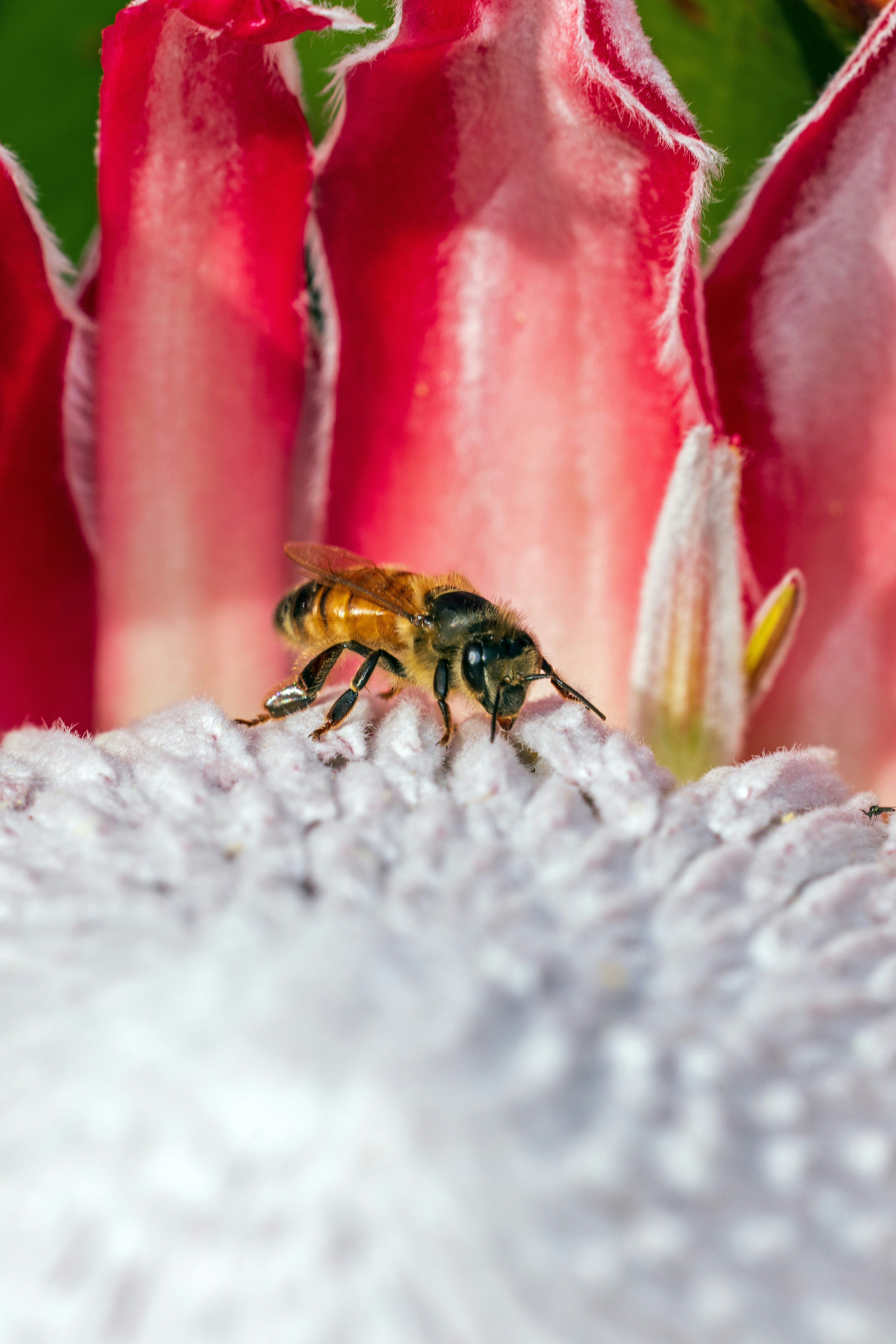 Honeybee on snowy bloom: a close-up of micro-world motion