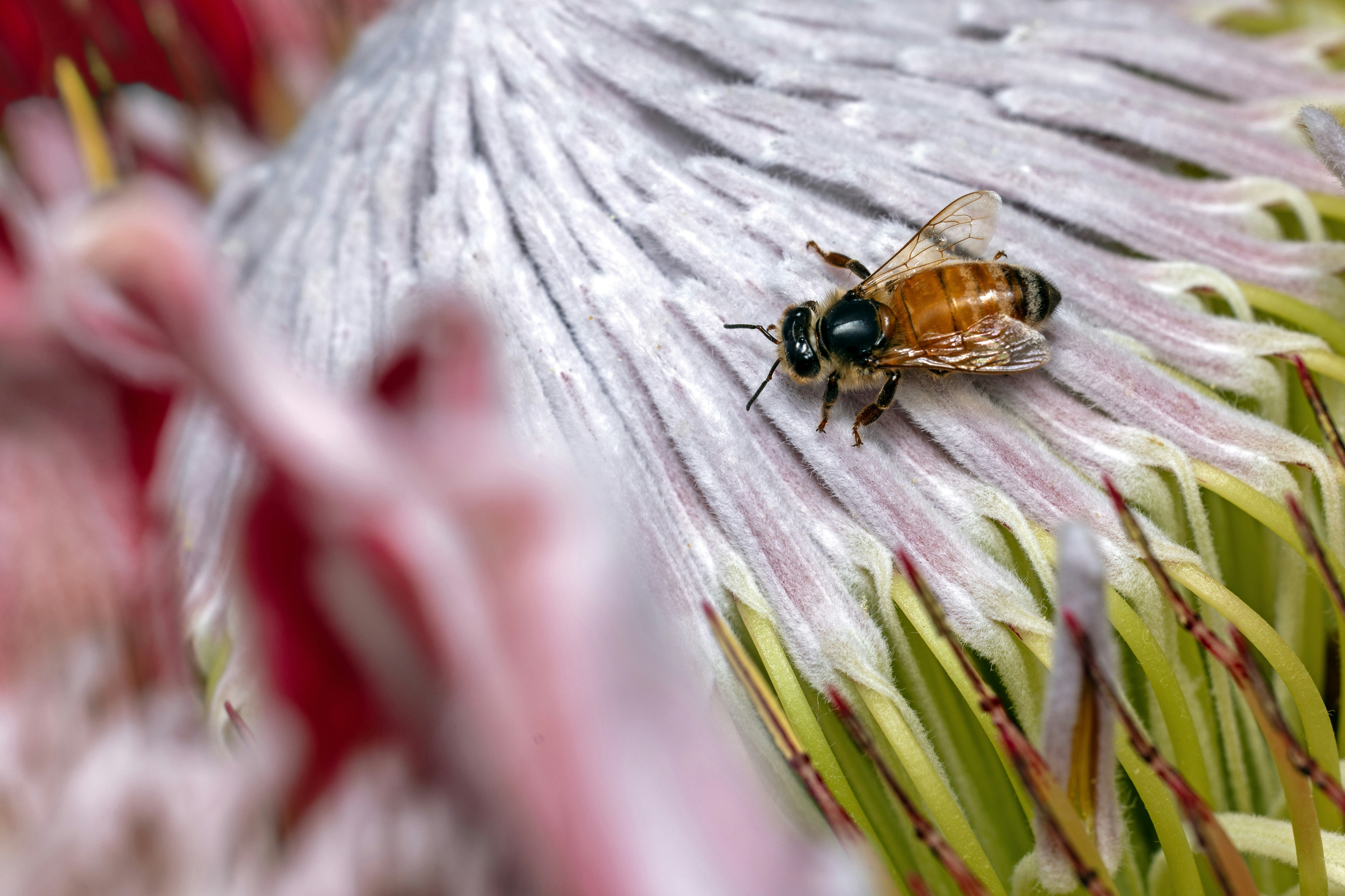 Honeybee on Protea Petals: Microcosm of Color and Texture