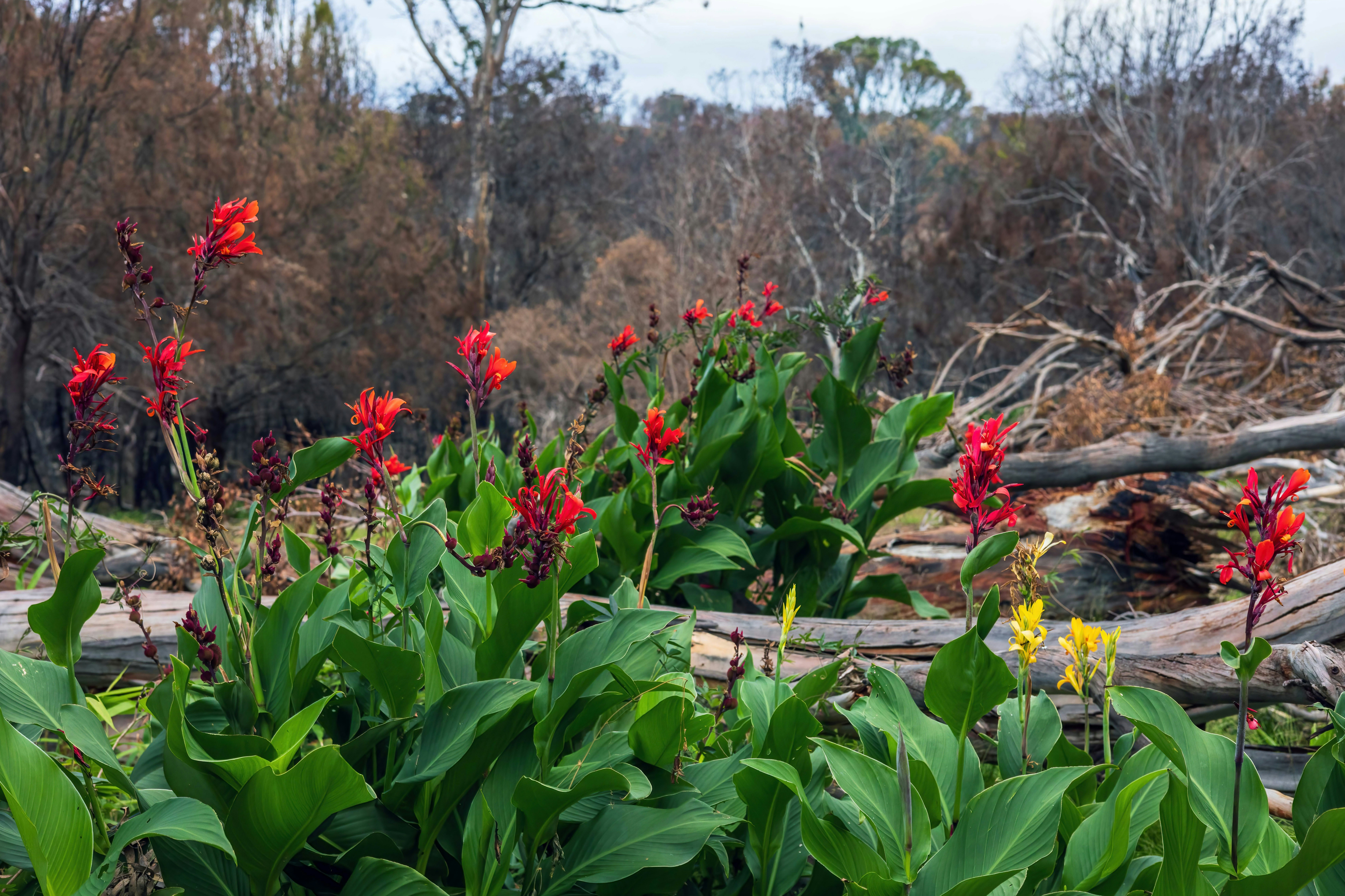 Red Crocus-like Blooms Rise Above Charred Understory