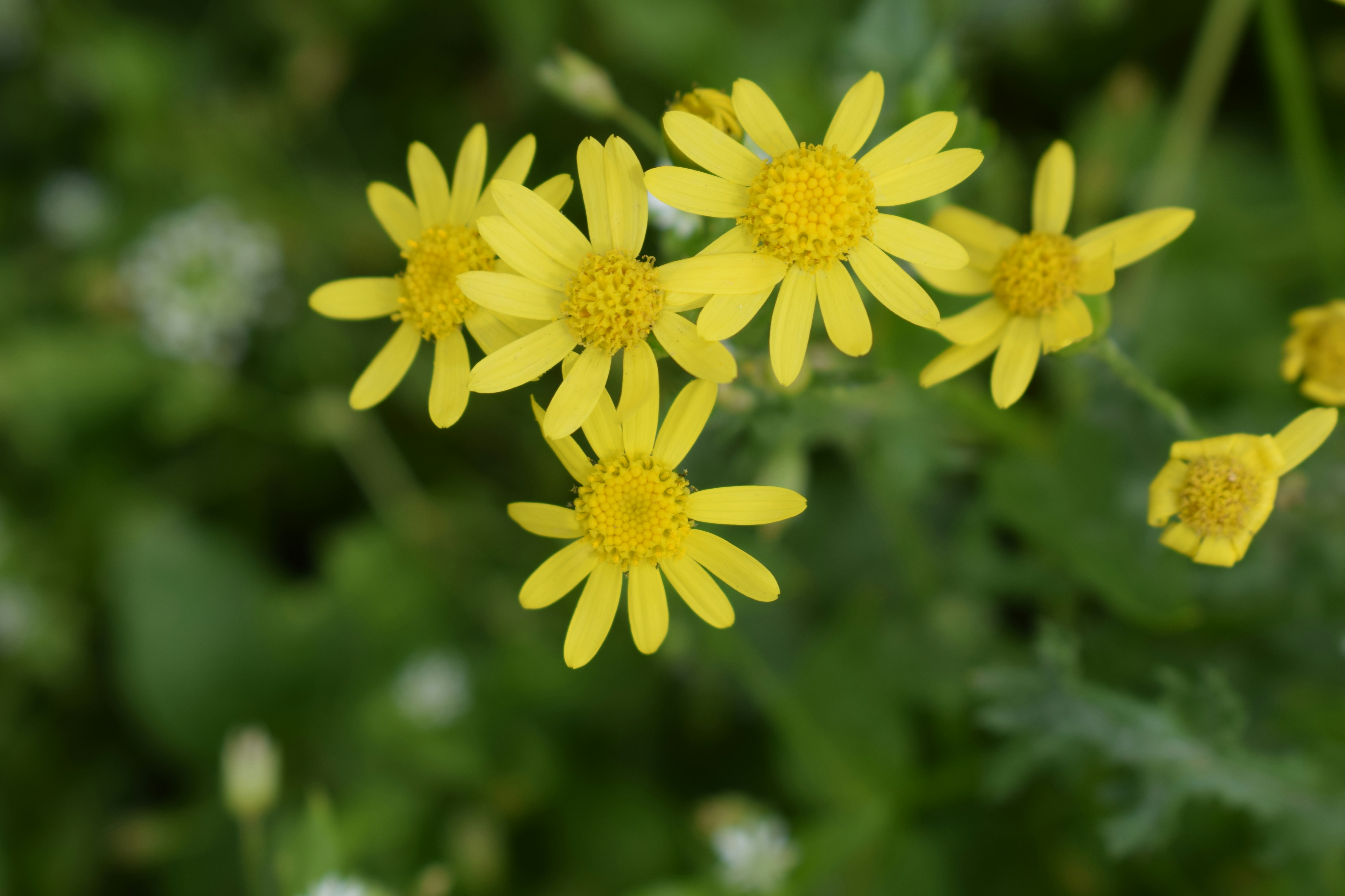 Sunlit cluster: cheerful yellow daisies reaching toward the light