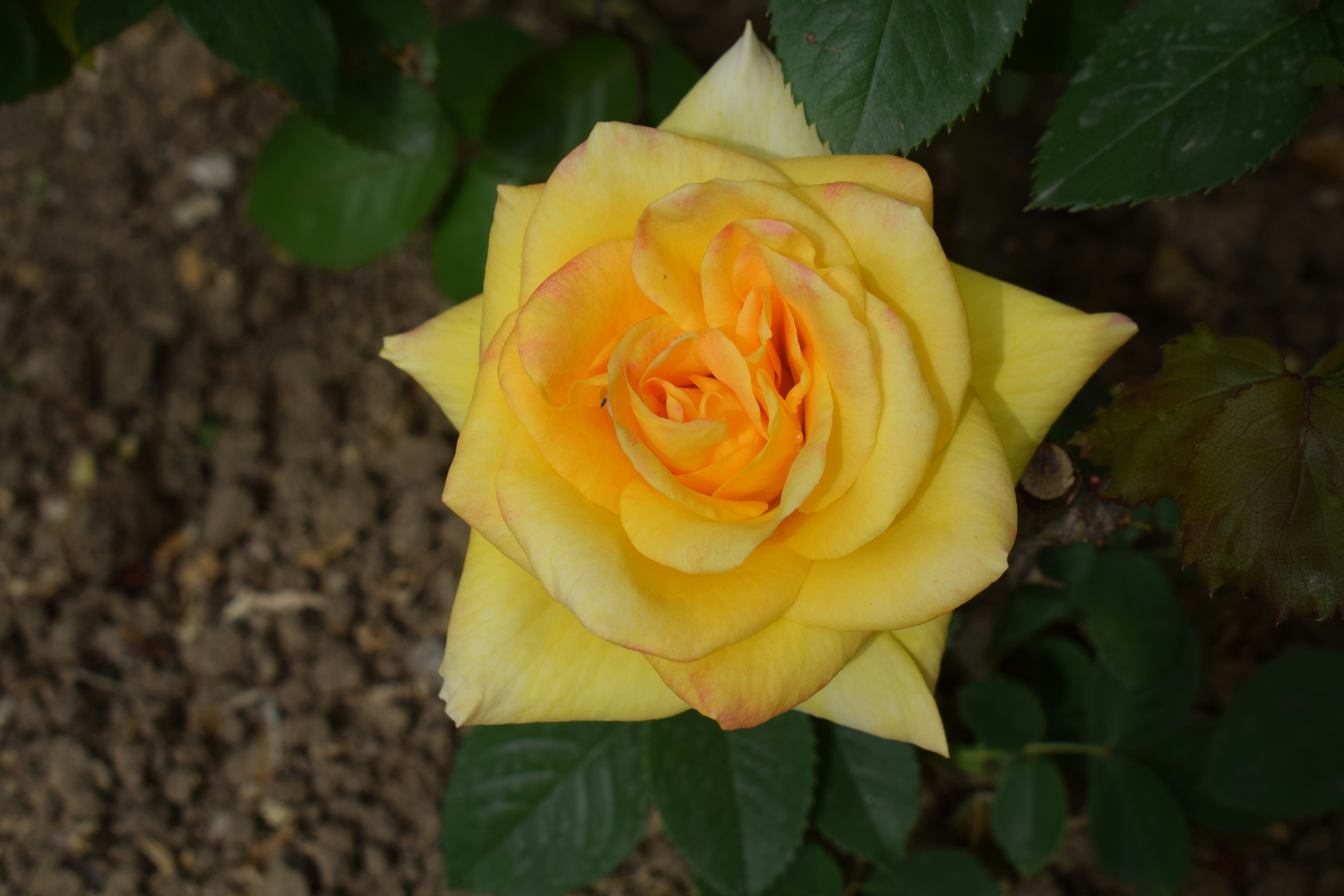 Golden Rose in Focus: A Radiant Bloom