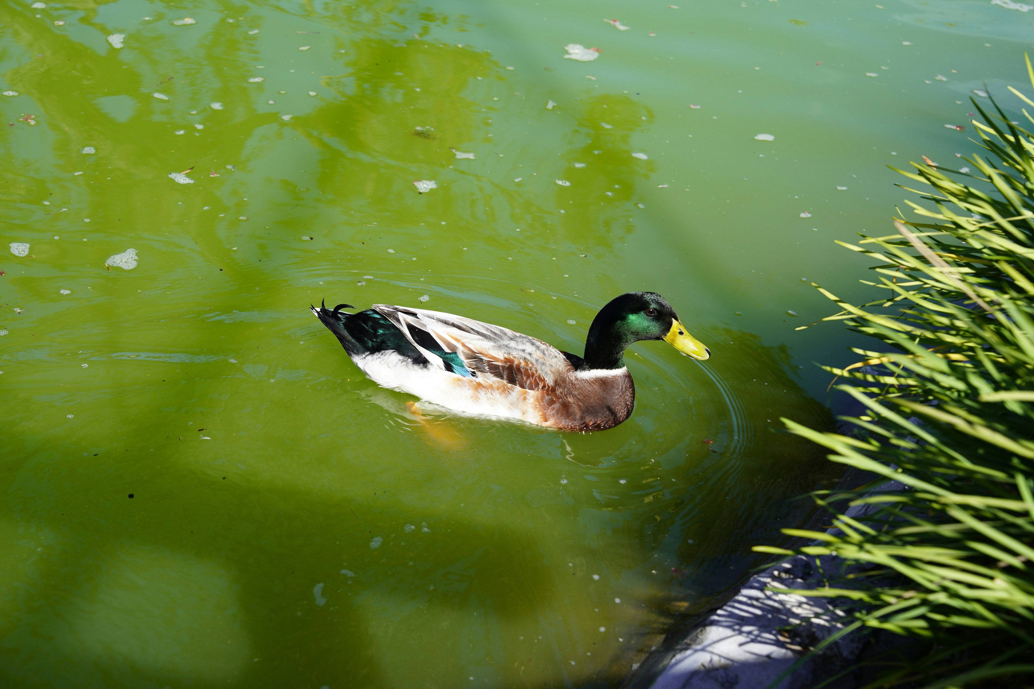 Green Slice of Quiet: A Mallard Drifting by the Edge