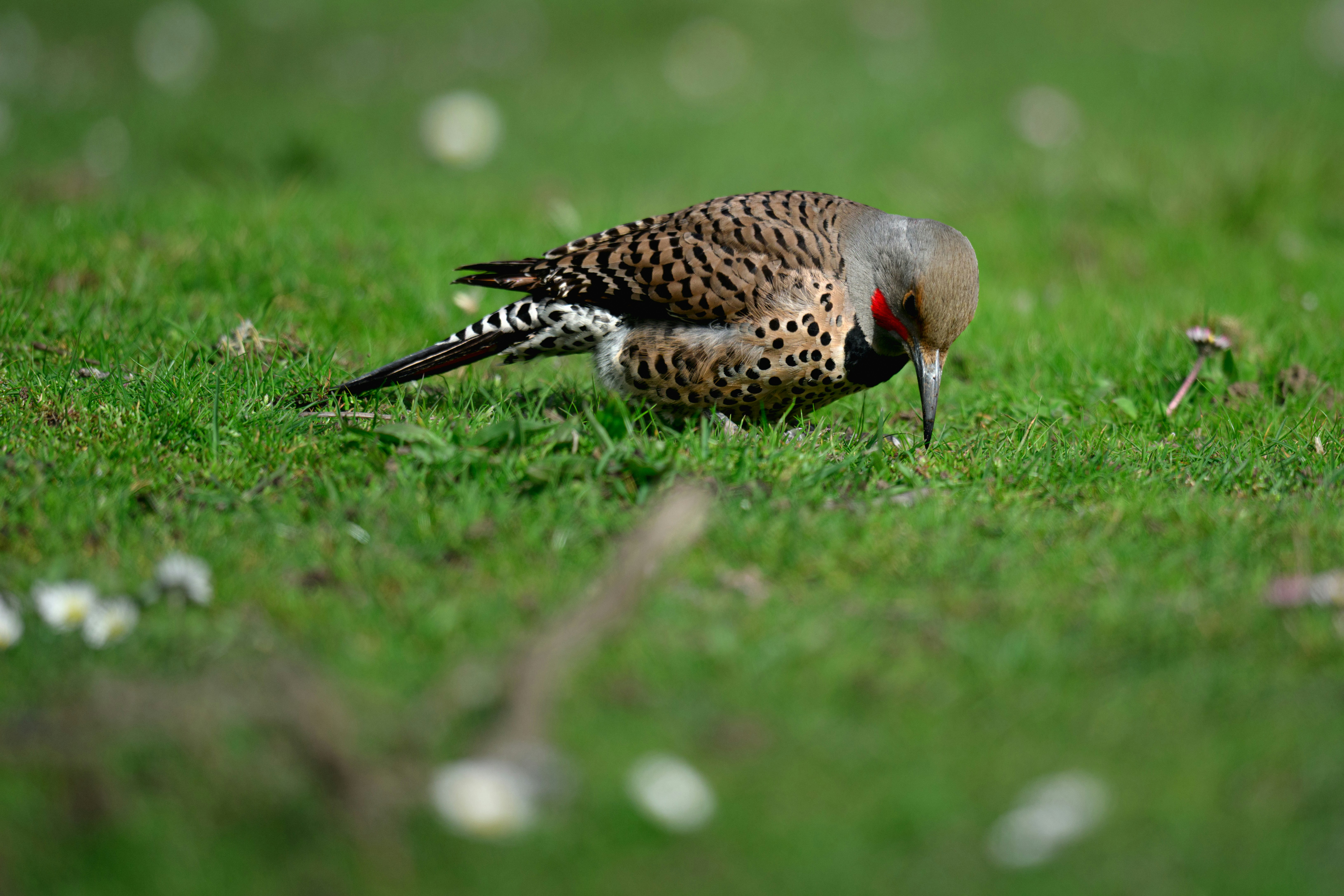 Ground-Nap on a Green Stage: A Northern Lapwing foraging