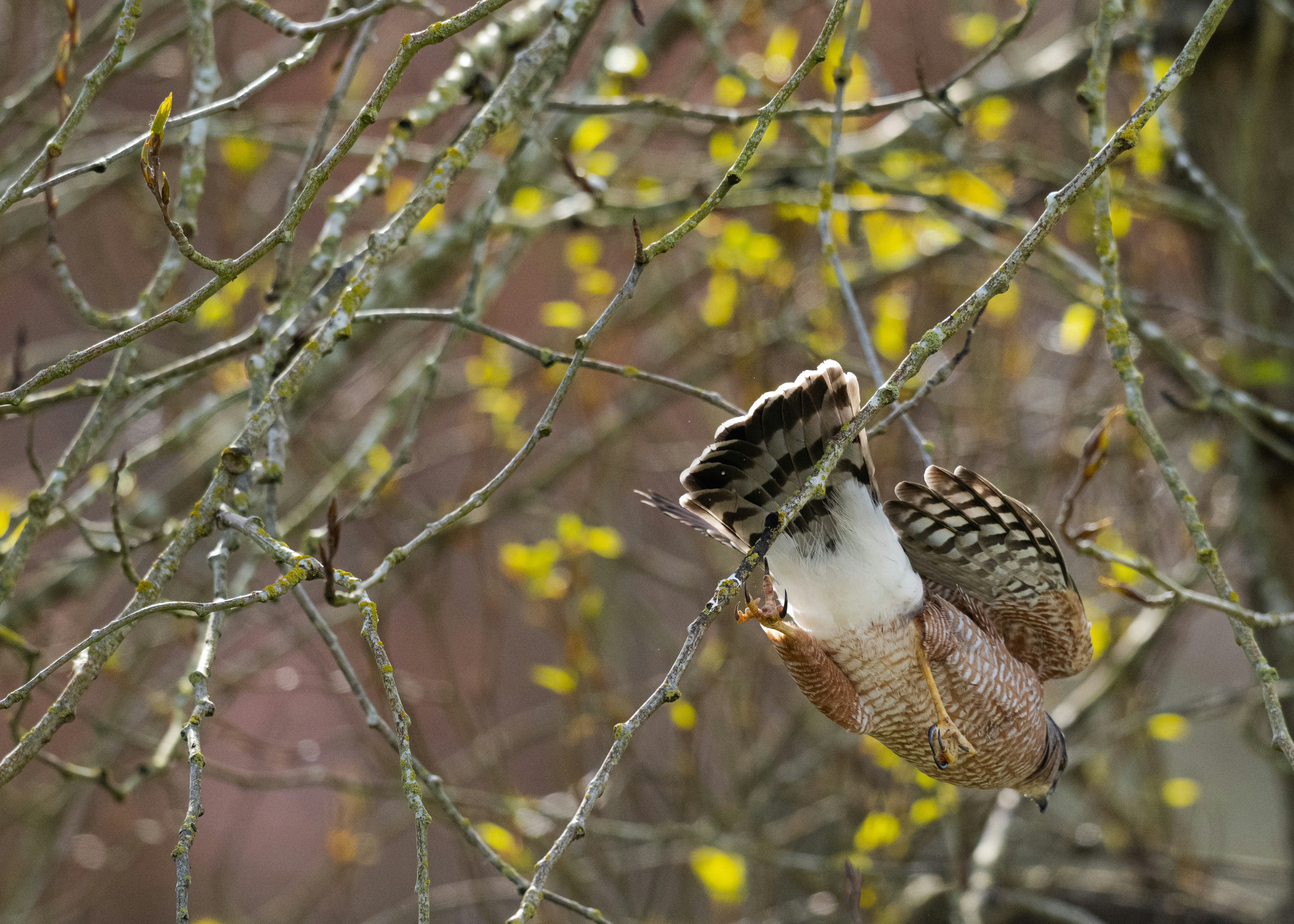 Midflight Moment: A Songbird in Spring’s Tangle