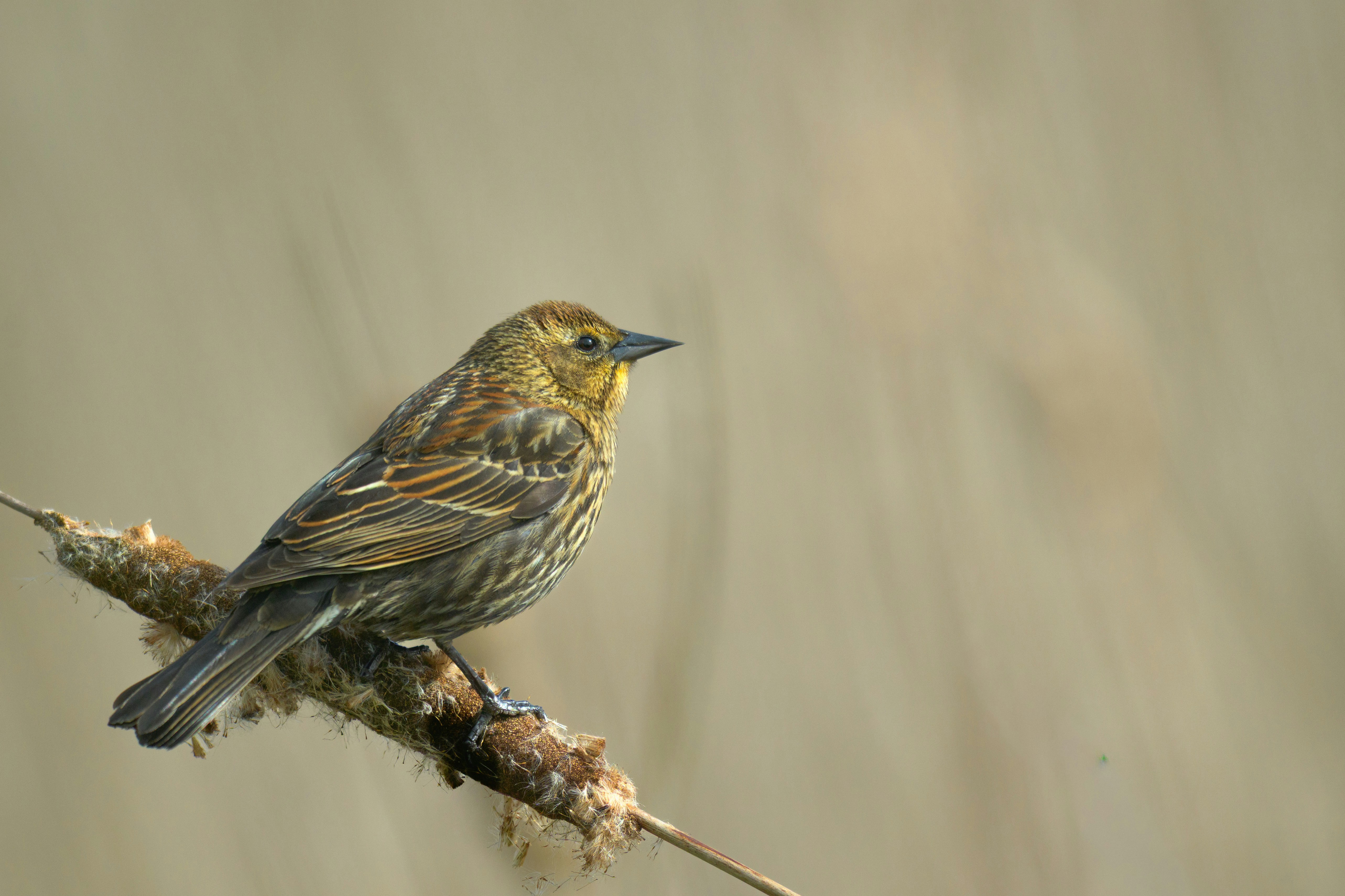 Perched Finch with Weathered Branch