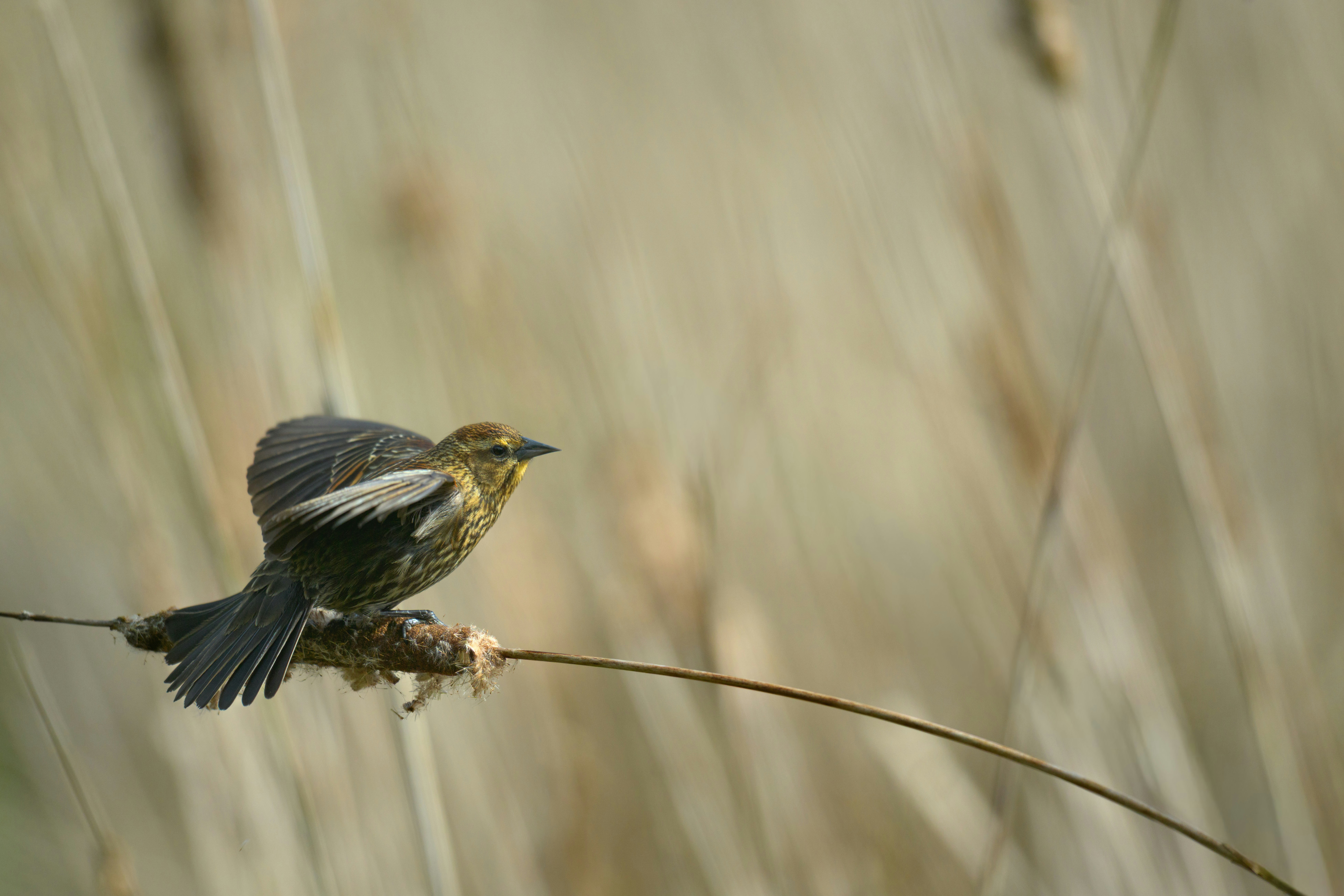 Tiny Feathered Acrobat on a Slender Branch