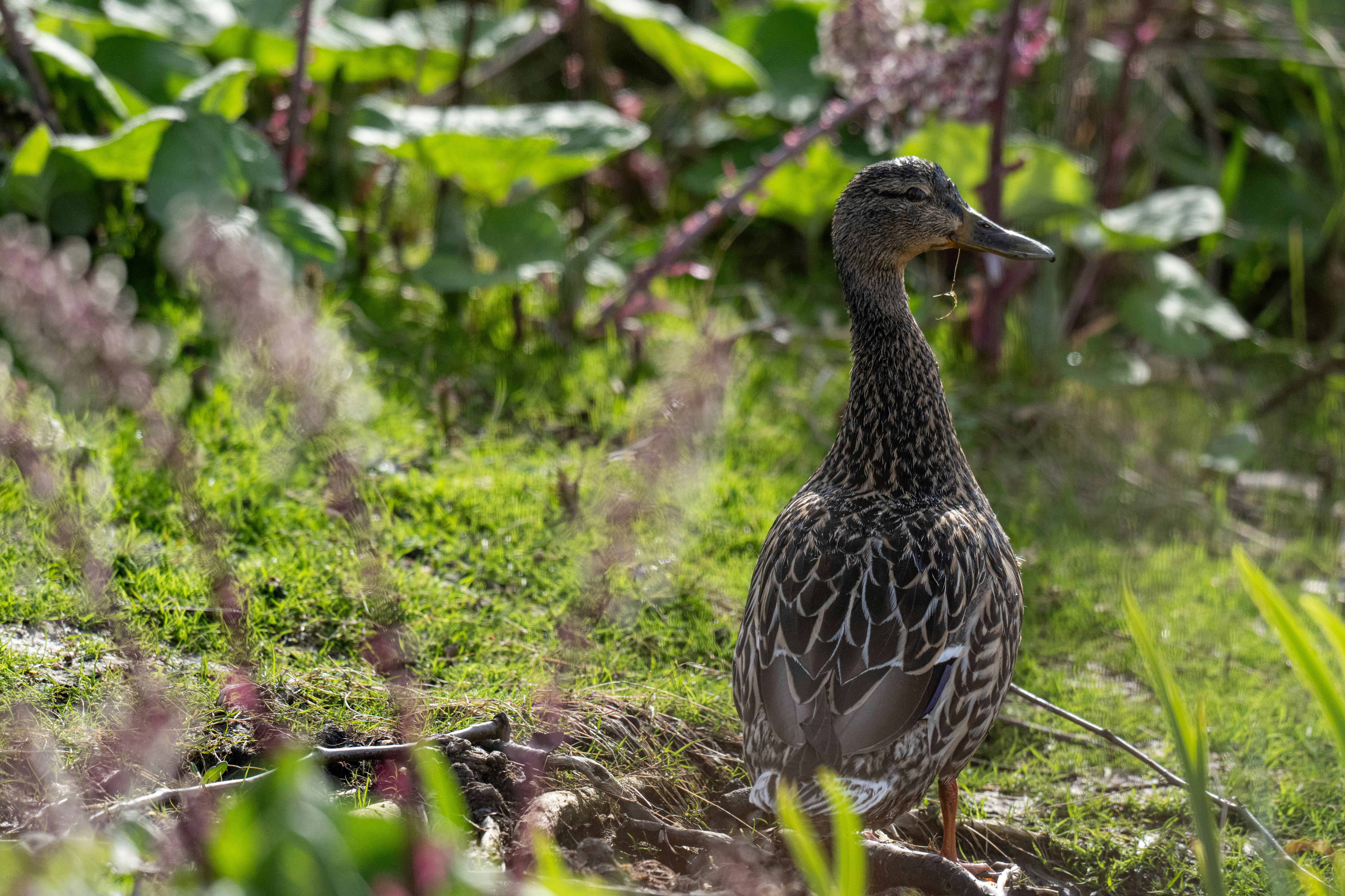 Silent Watcher Amid Greenery