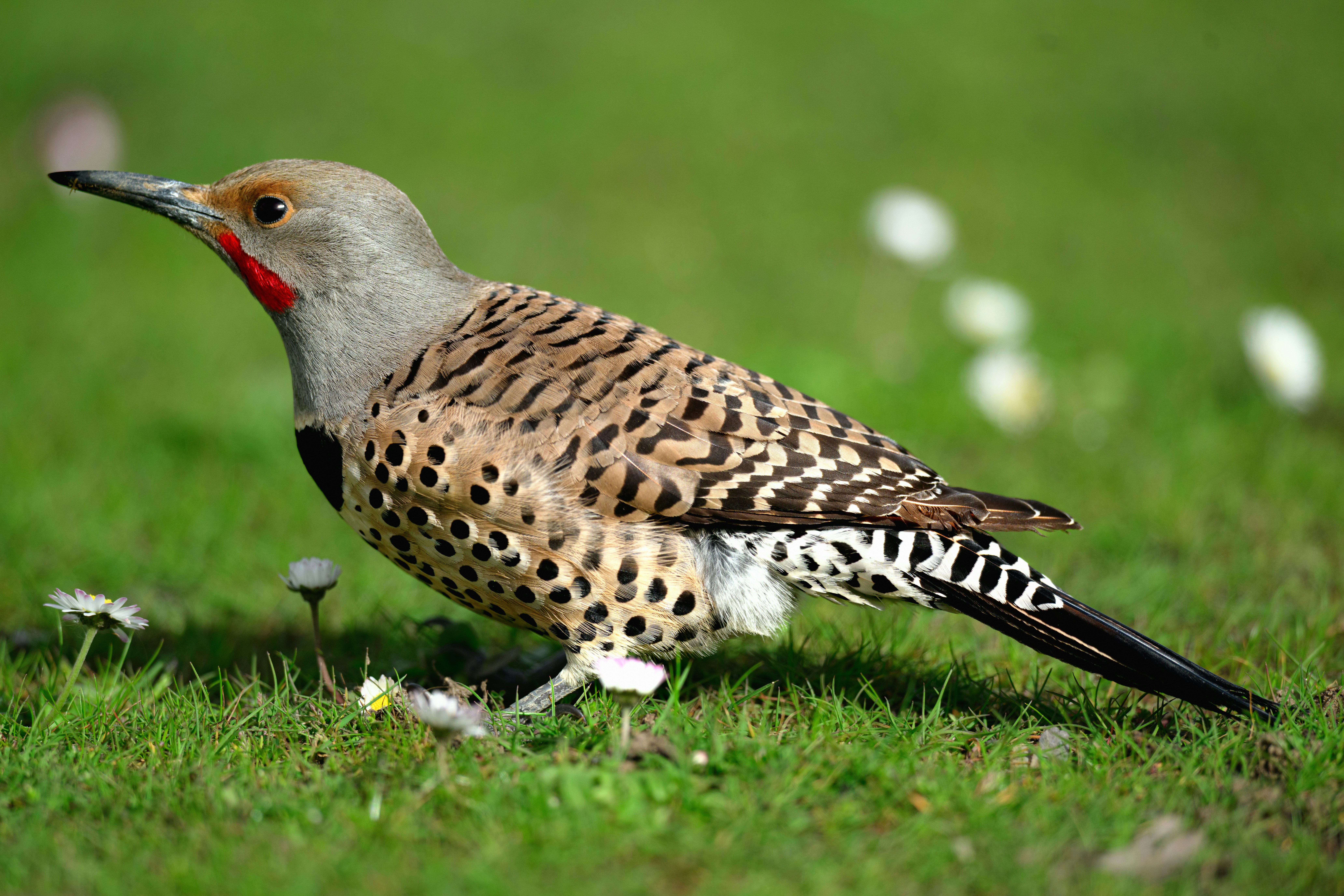 Red-collared Ground Dove on sunlit meadow