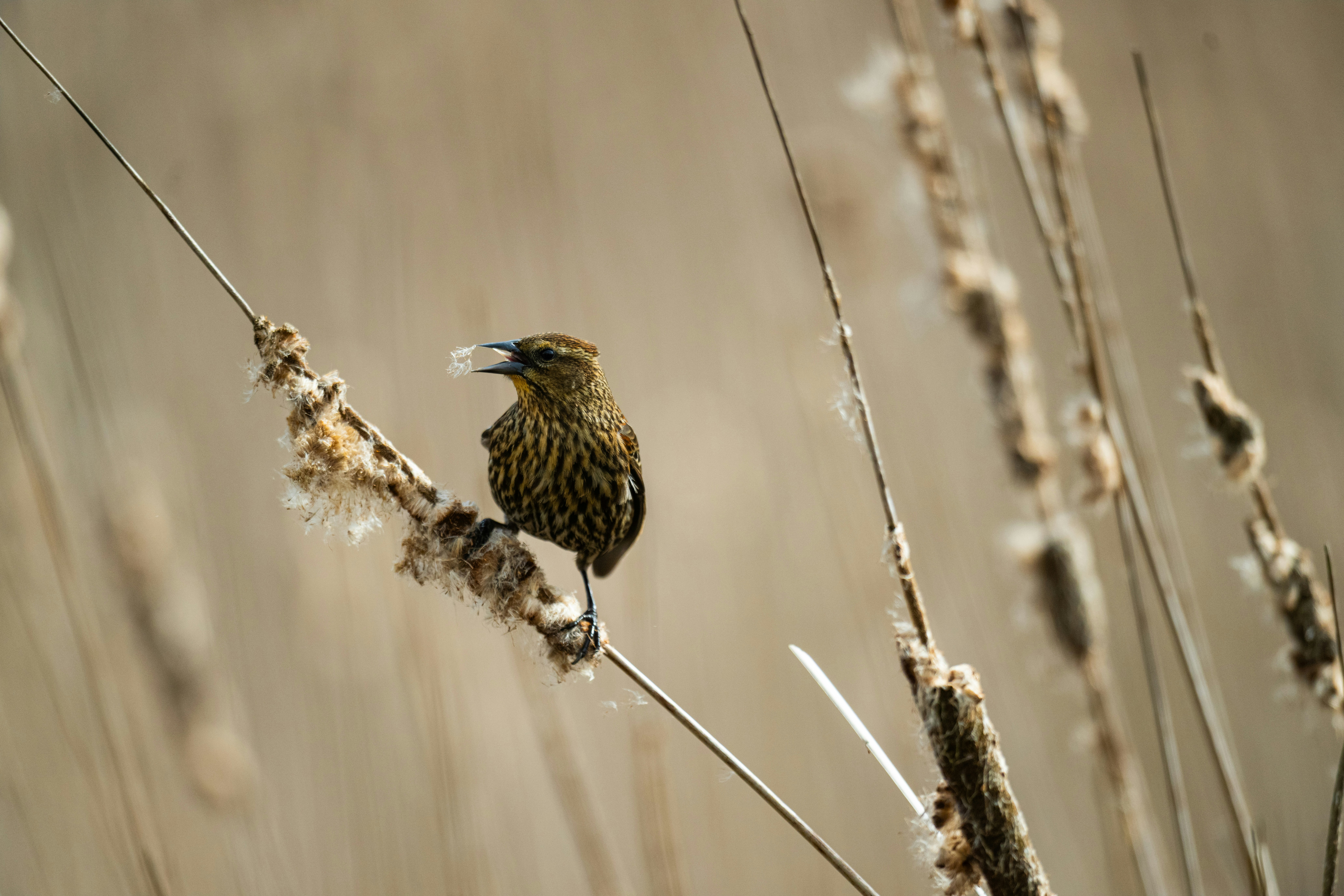 Little Songbird on a Velvet Reed