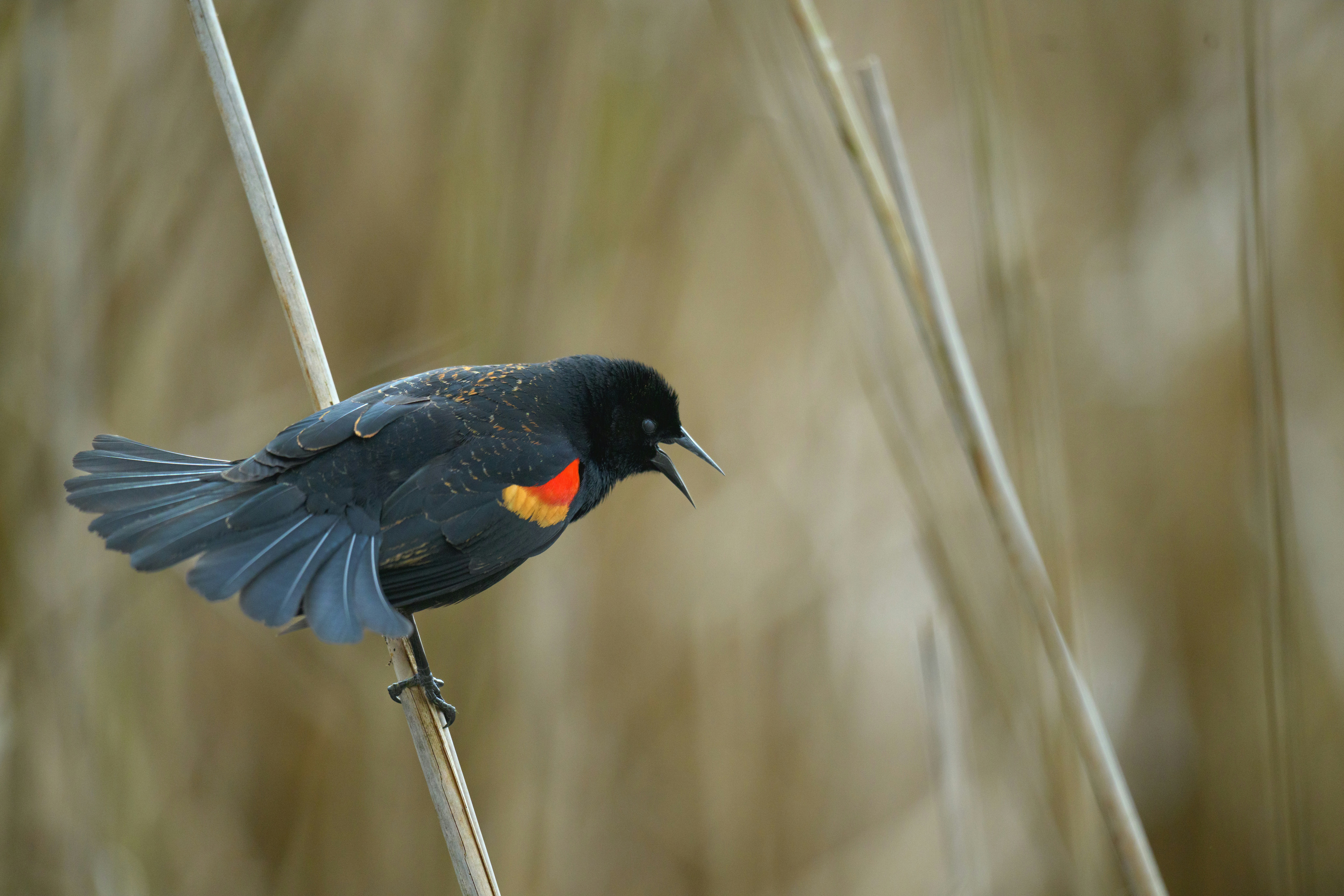 Red-winged Blackbird on a reed, open beak in a marshy stance