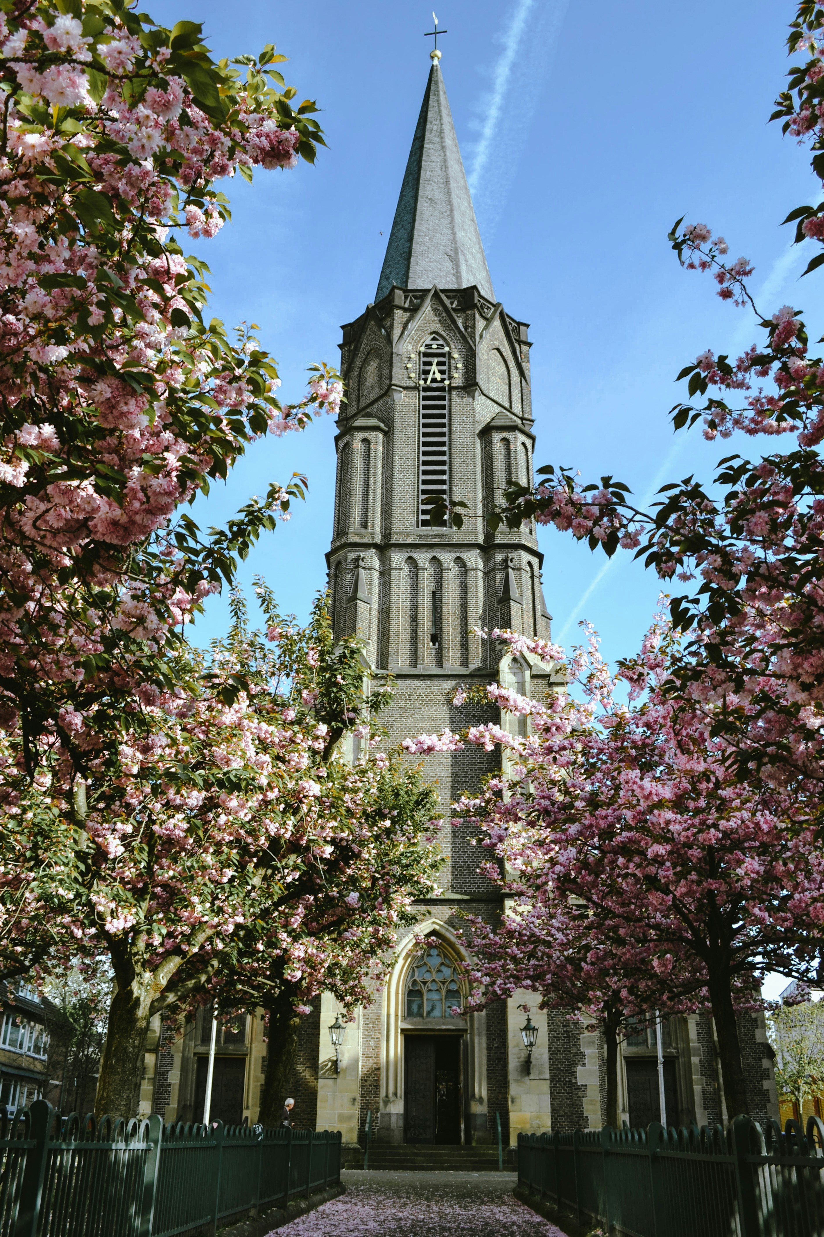 Blossoms Framing a Gothic Spire