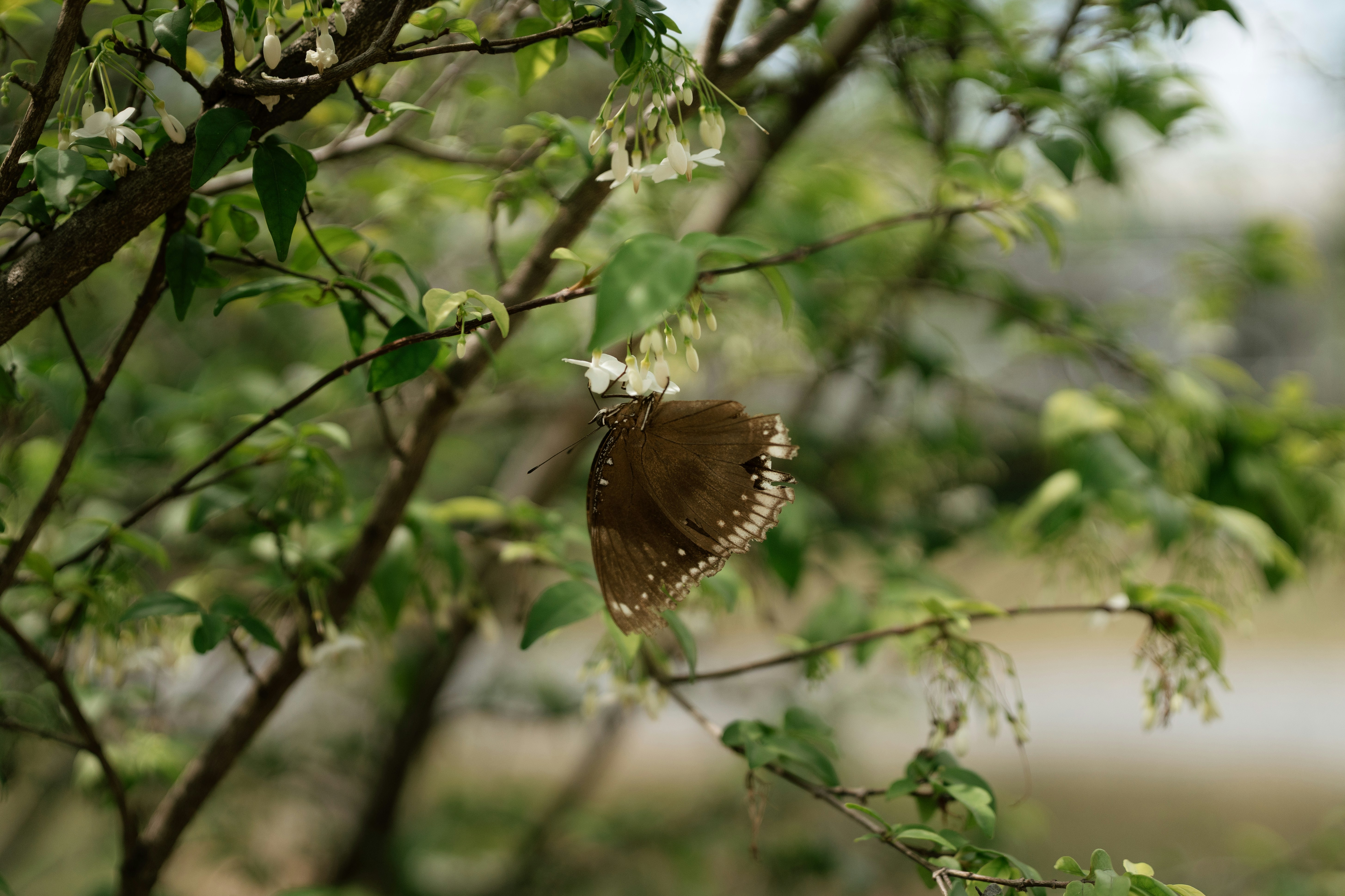 Brown butterfly resting on a flowering branch in soft-focus garden
