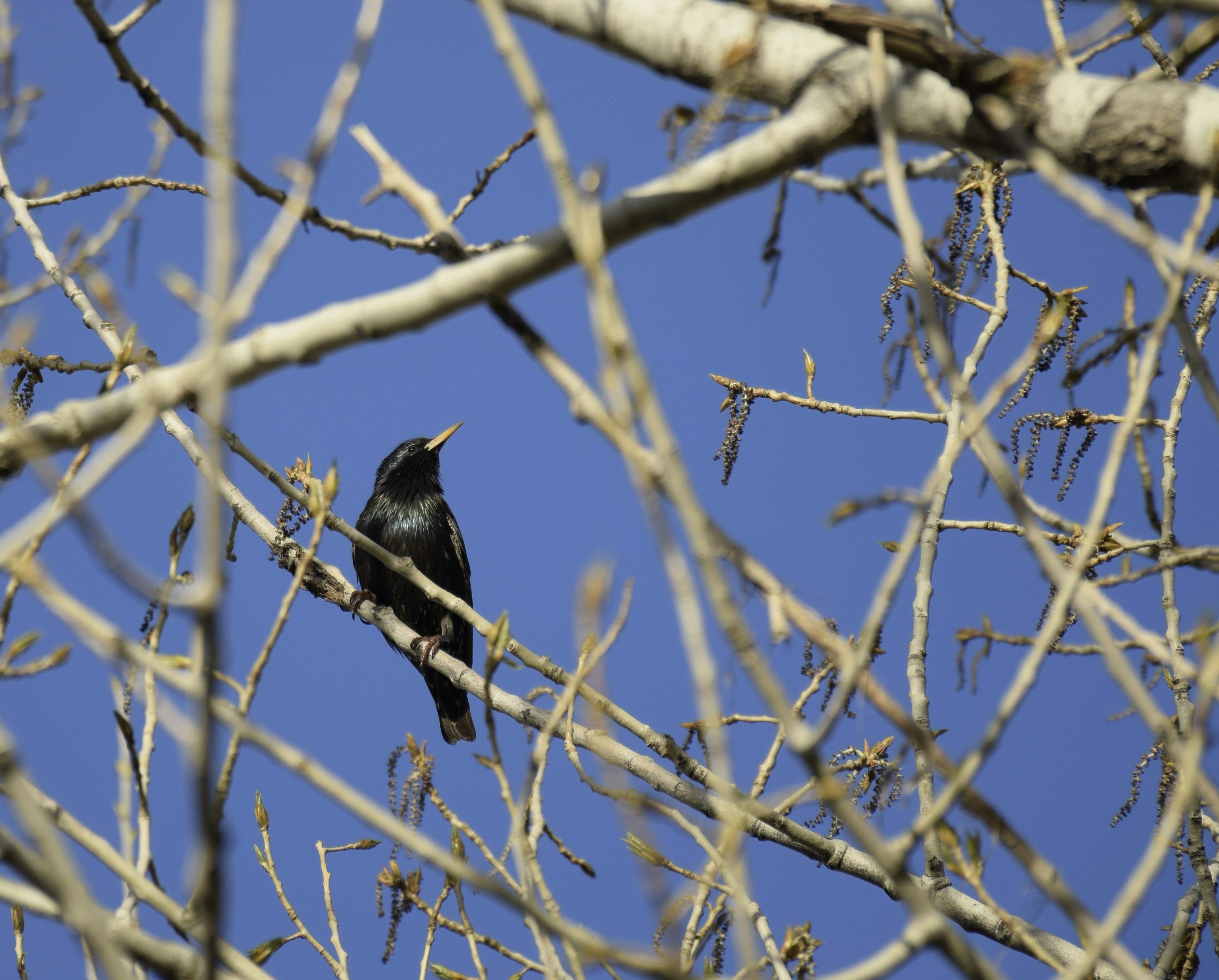 Blue Skies and a Perched Kingfisher: A Quiet Moment in Winter Branches