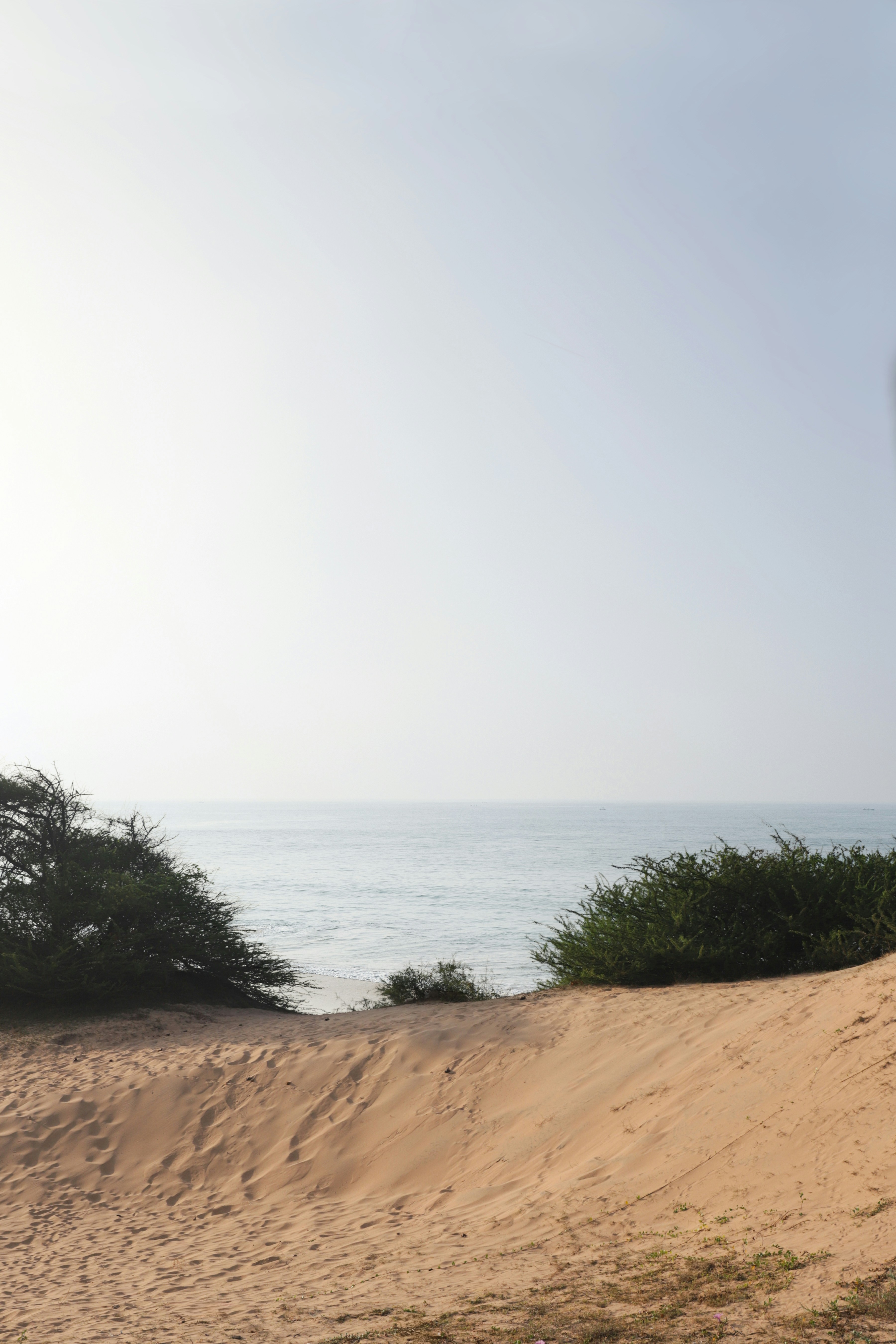 Dune Whisper by the Sea