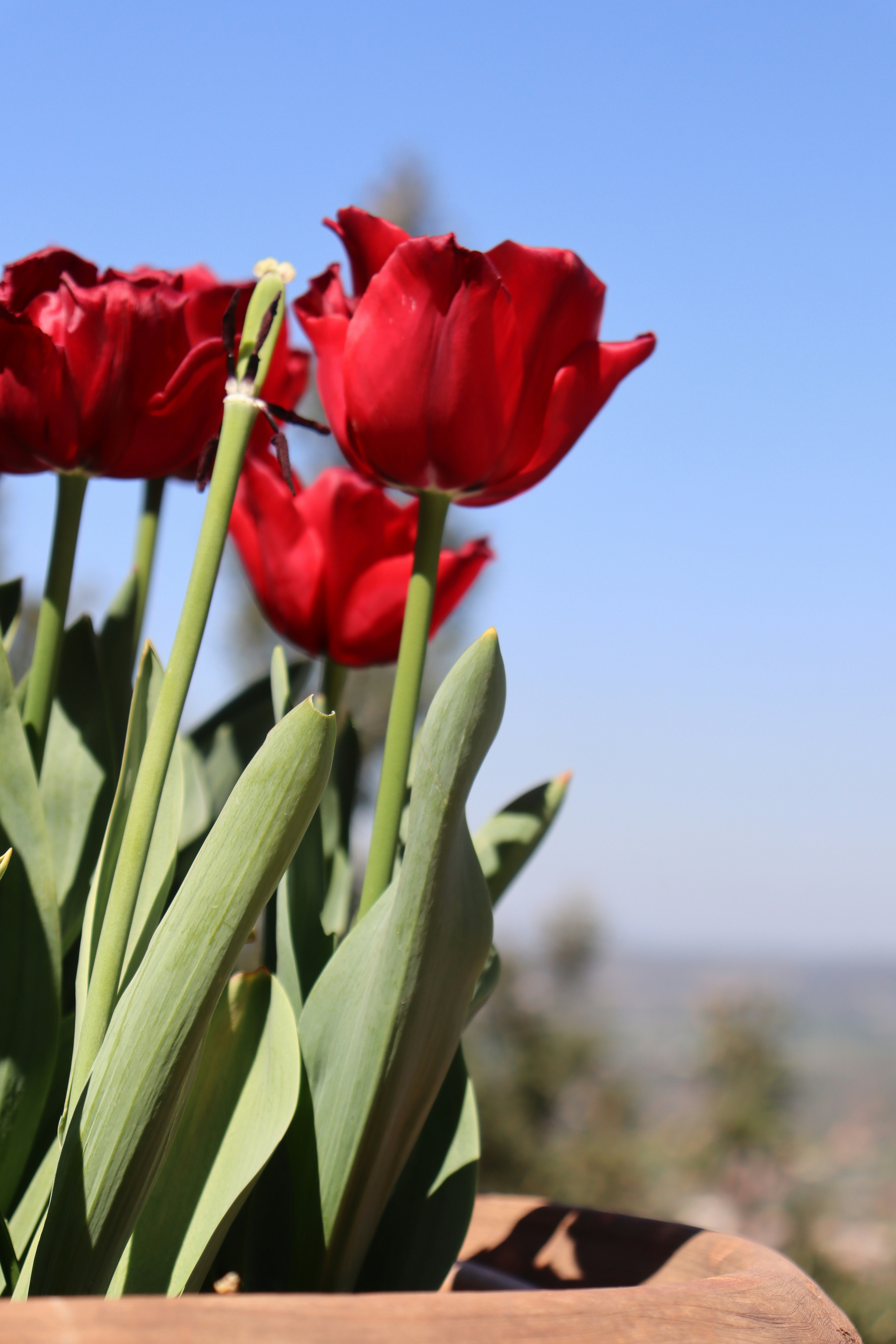 Red Tulips in Focus Against a Clear Blue Sky