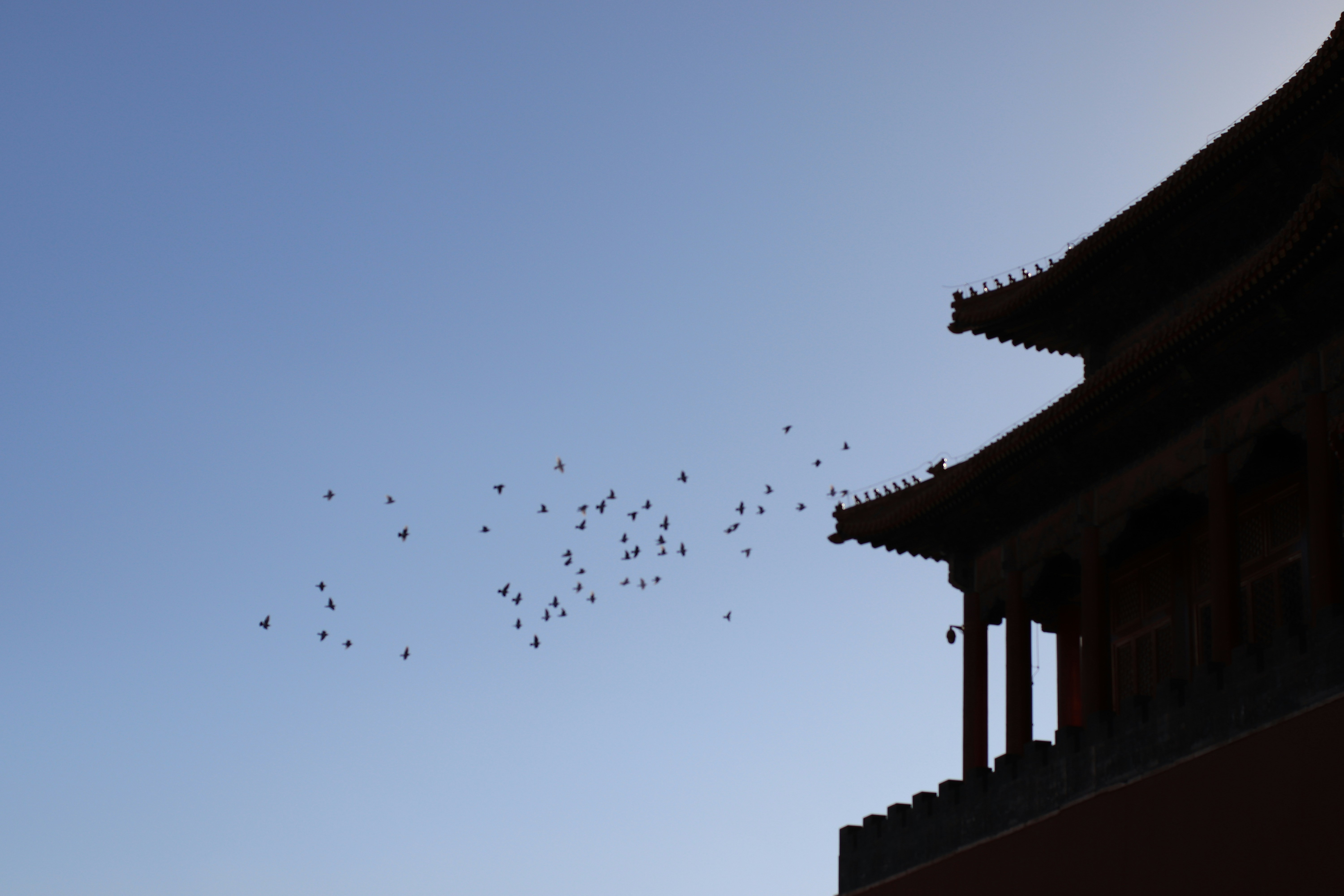 Birds in Silhouette Over Ancient Eaves