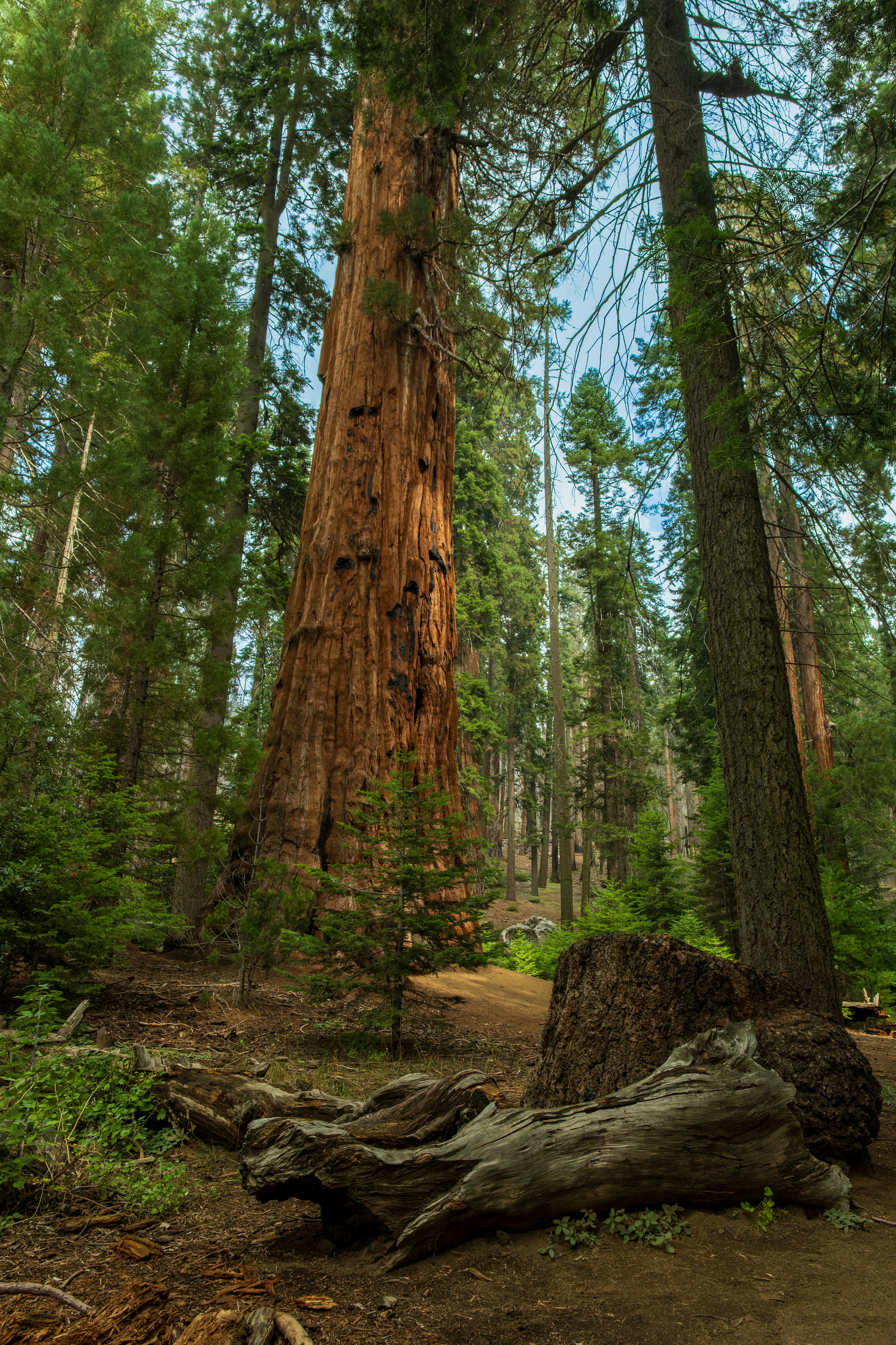 Whispering Giants: A Solitary Cedar among the Pines