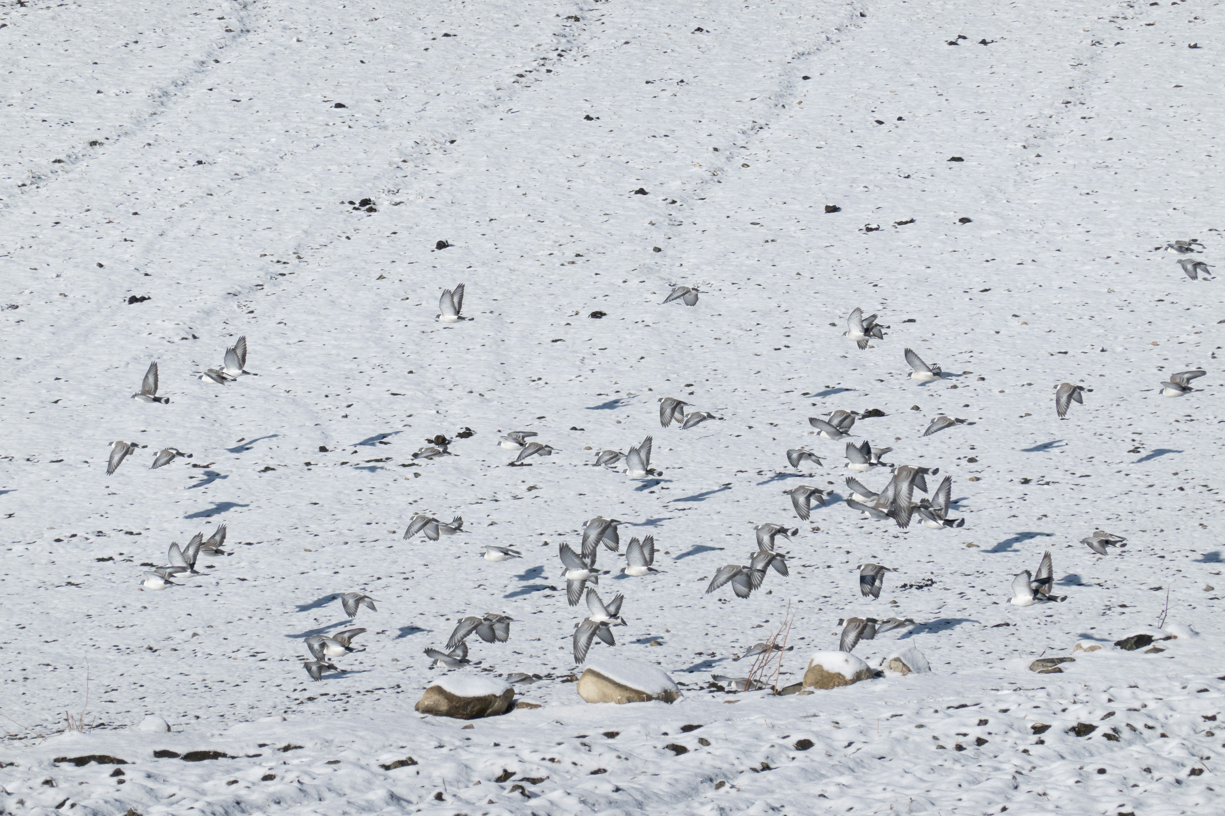 Desert Flight: a flock of shorebirds wheels over a saline plain