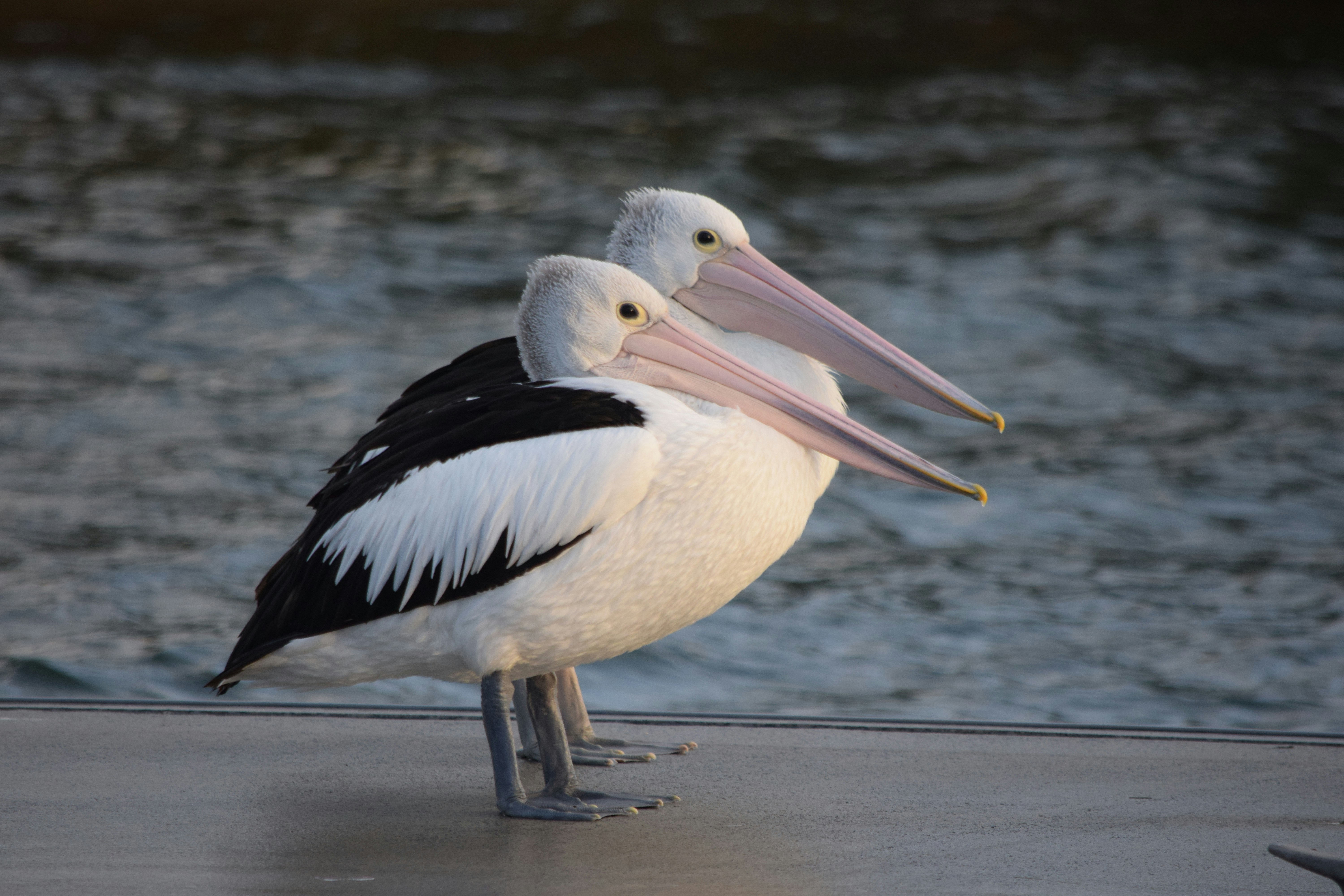 Twin Pelicans at the Waterline