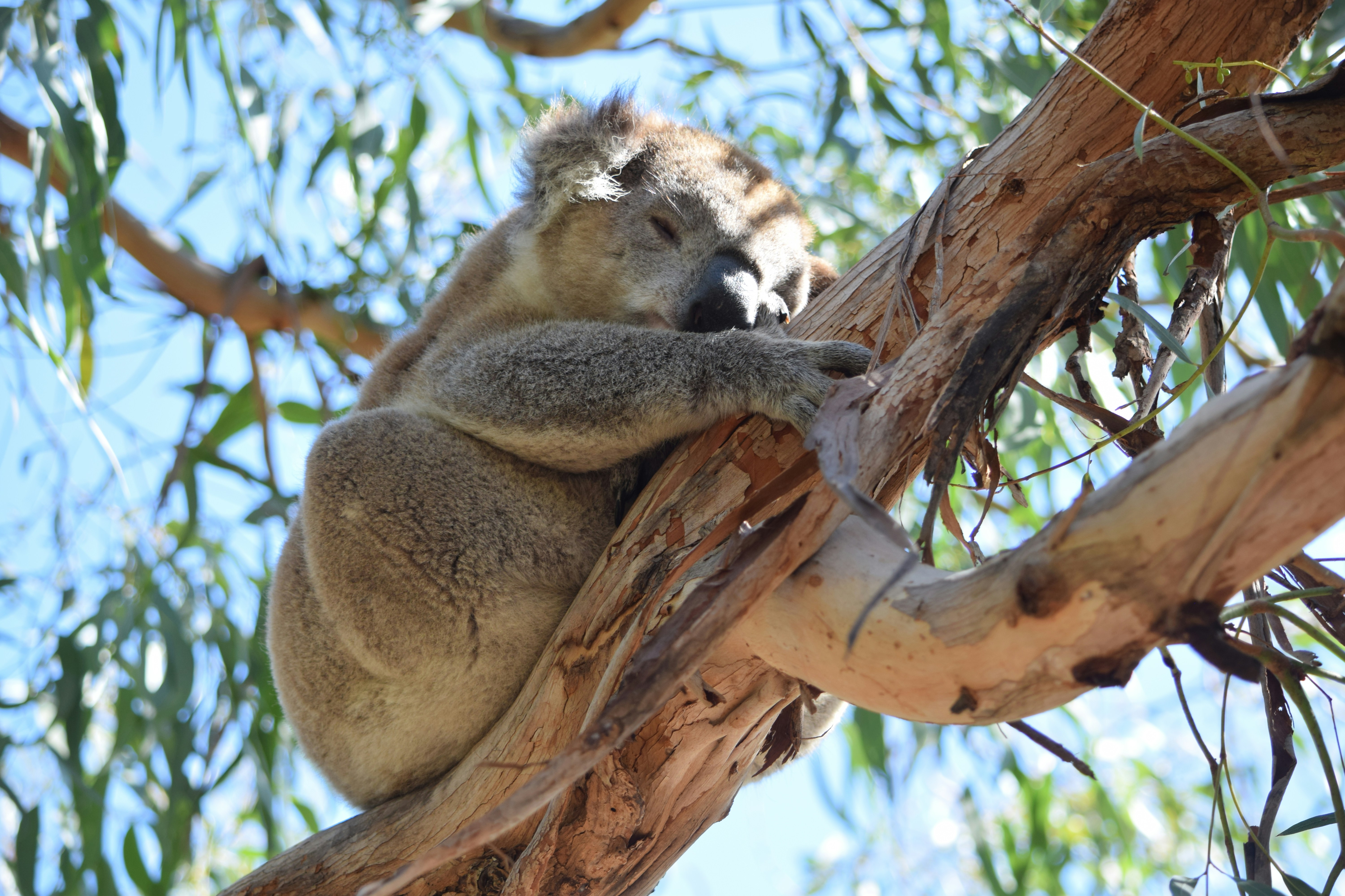 Cozy Koala Doze in Sunlit Eucalyptus Beams