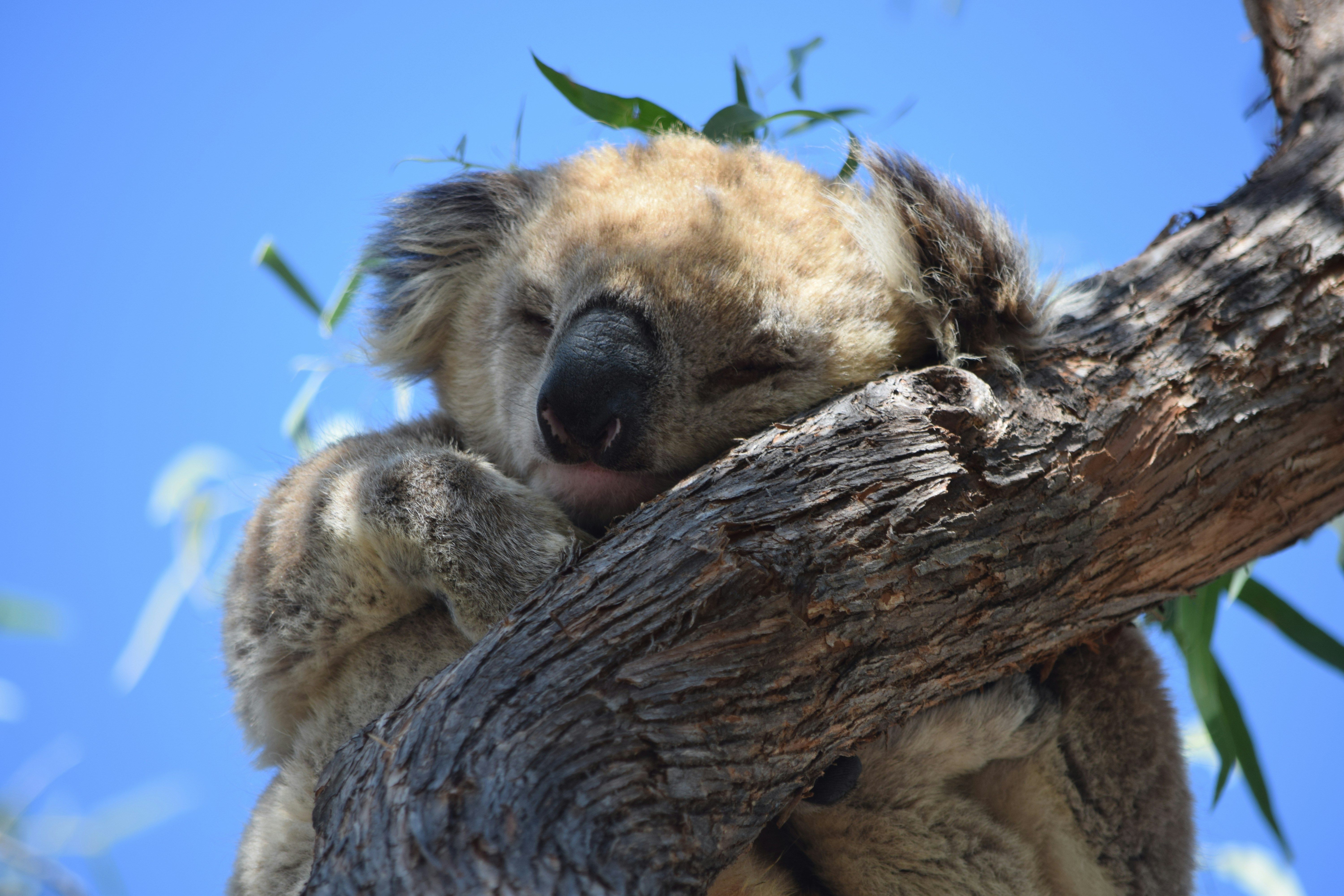 Dreamy Koala Doze on a Sunlit Branch